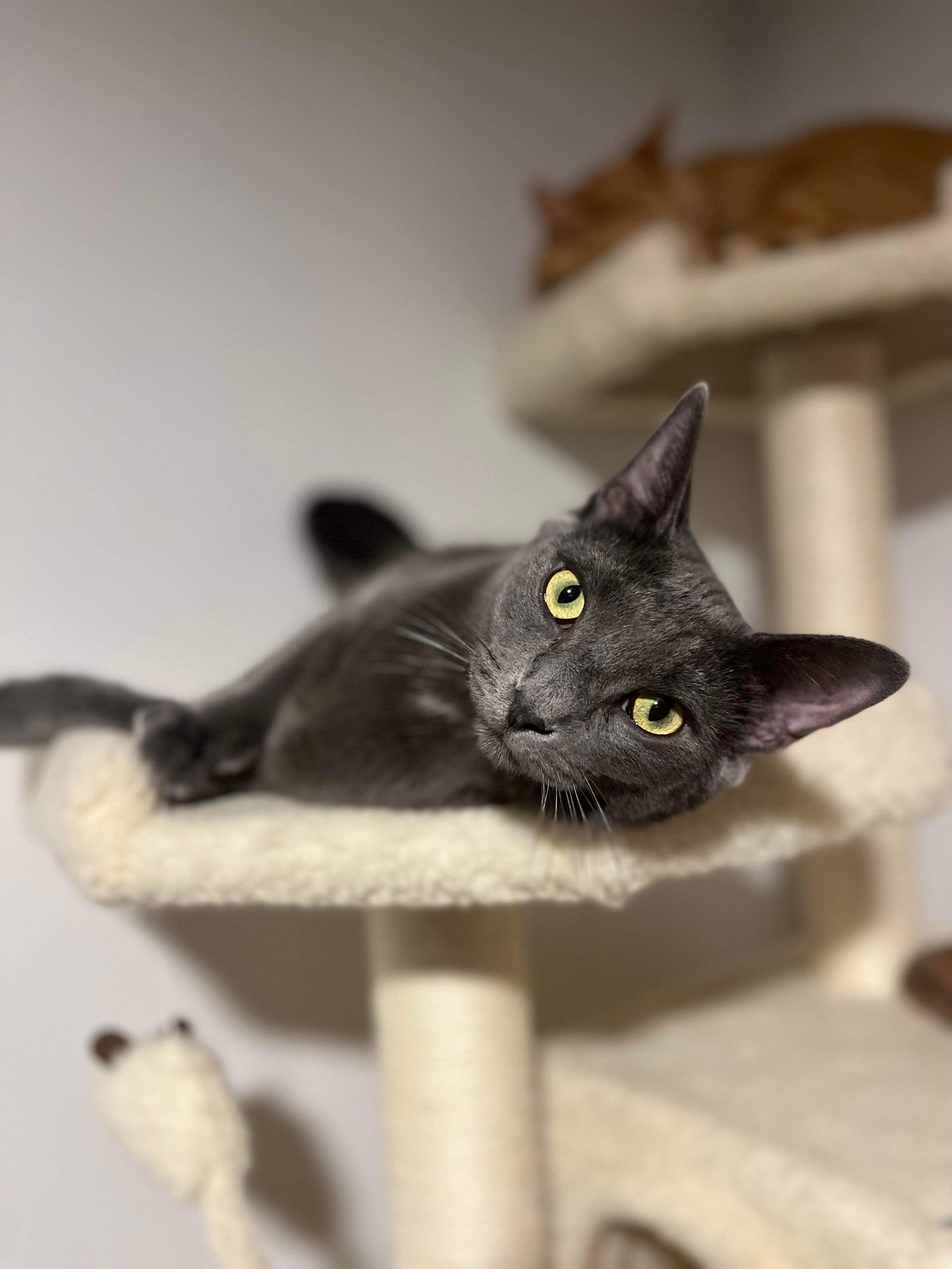 Cats for Adoption in West Allis, Wisconsin | Alpha Paw
