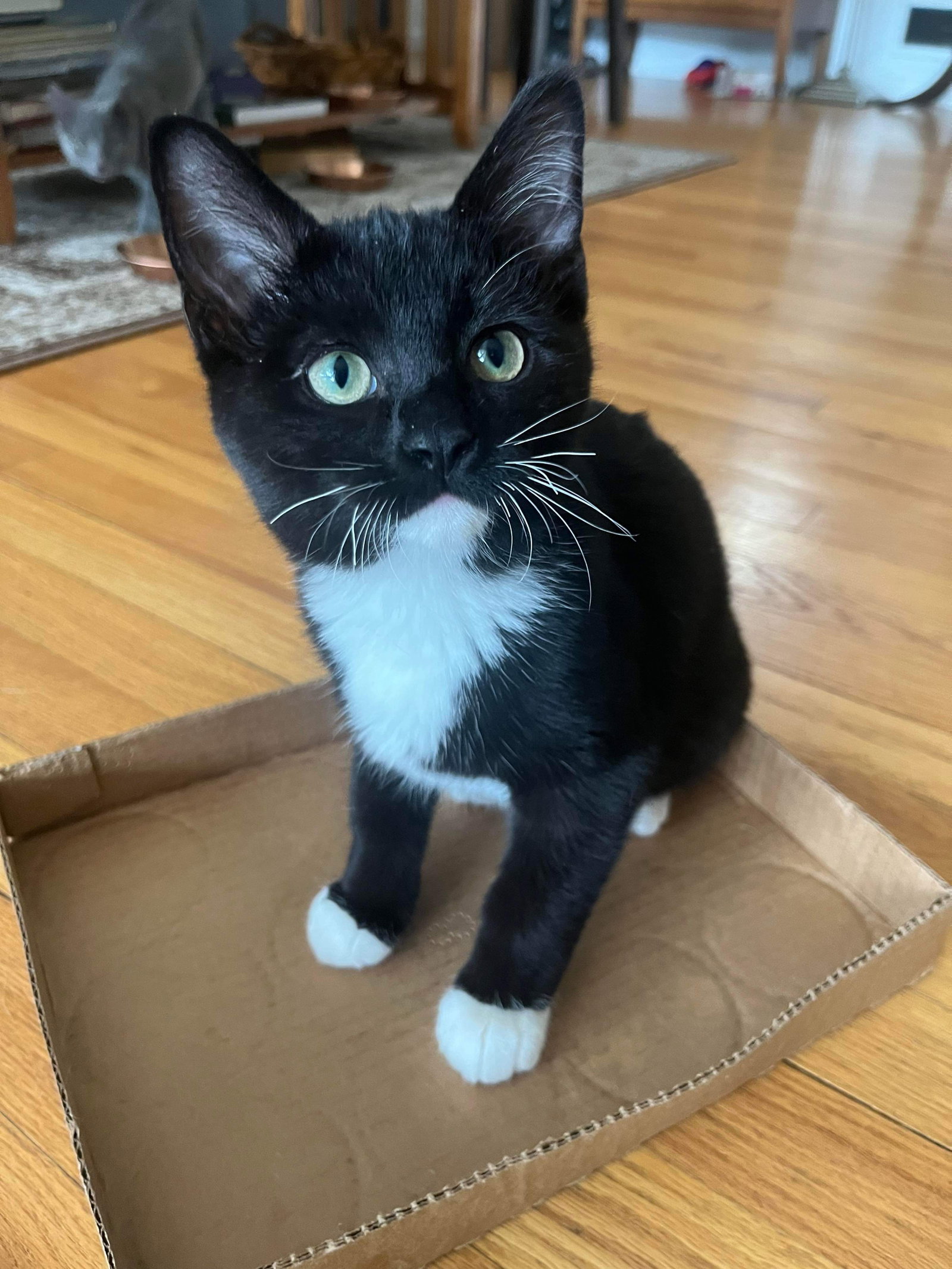 Cat adoption in Whitewater, WI 53190: Domestic Short Hair (short coat ...