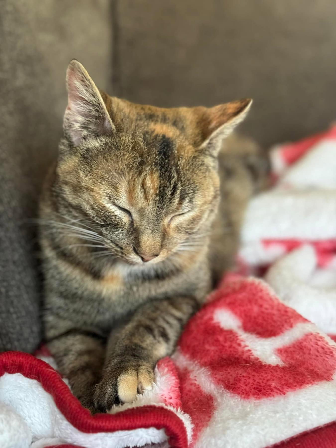 Cats for Adoption in Brookfield, Wisconsin | Alpha Paw