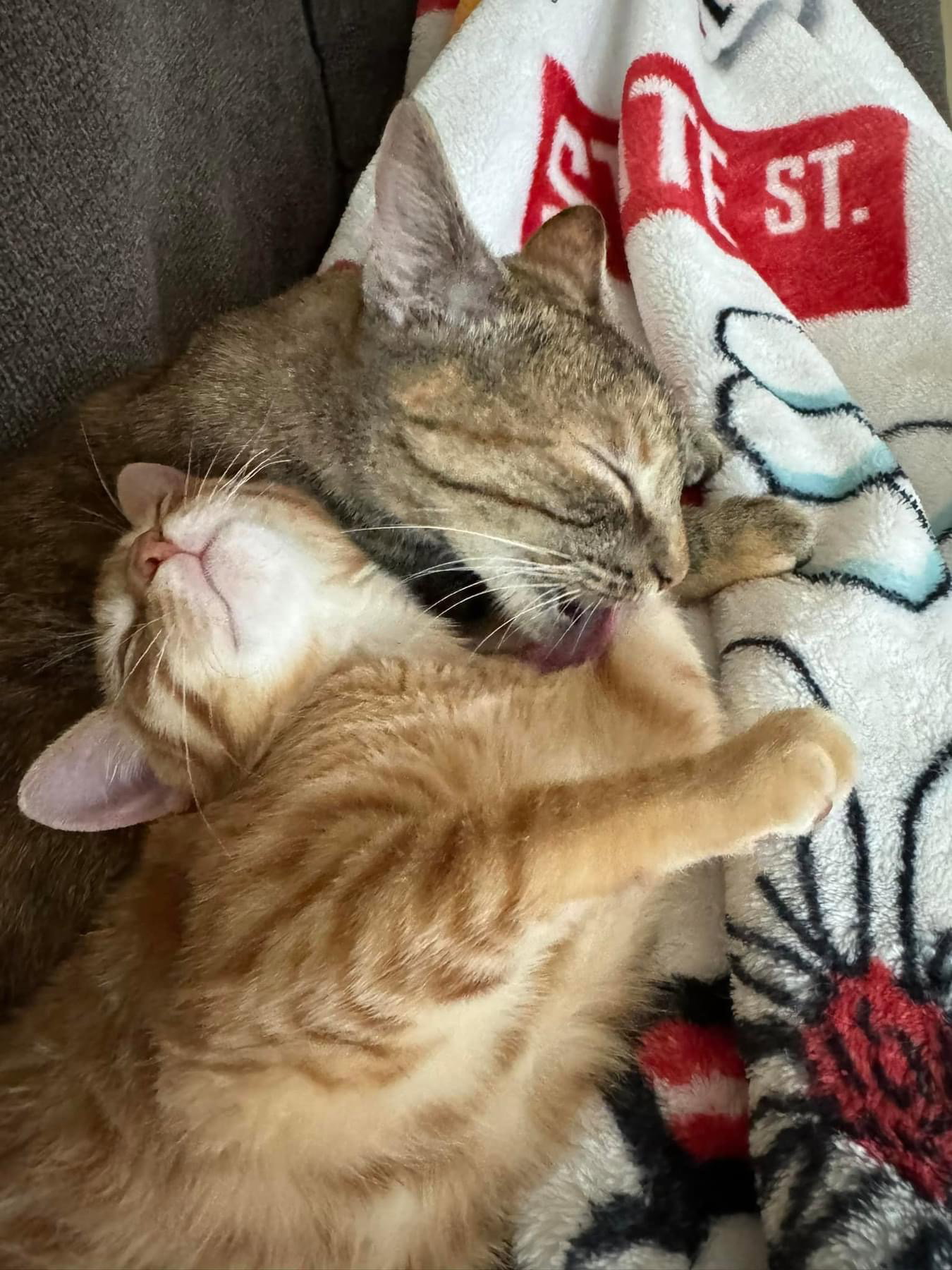 Cats for Adoption in Brookfield, Wisconsin | Alpha Paw