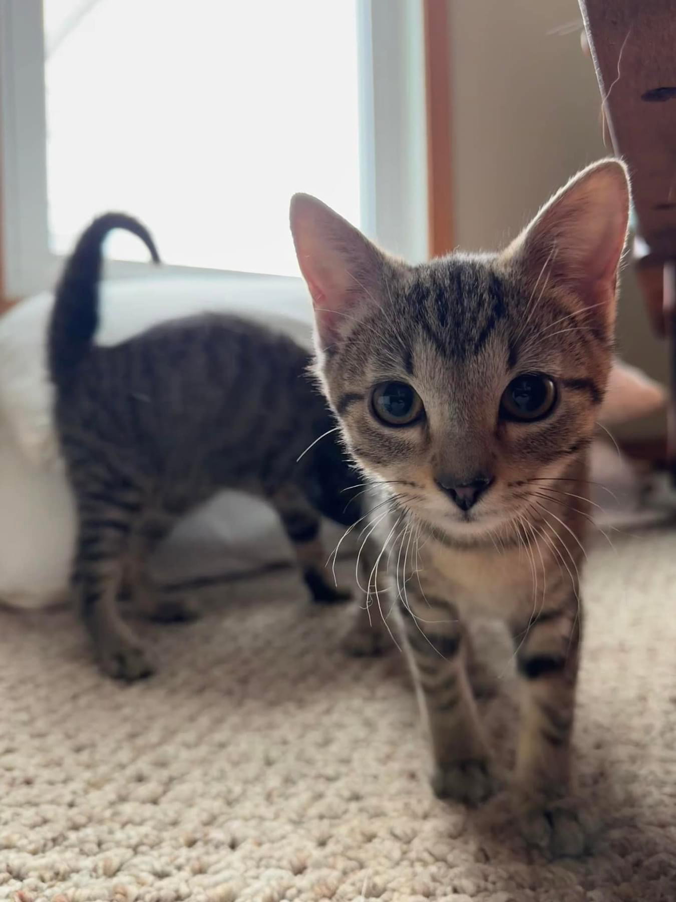Cats for Adoption in Milwaukee, Wisconsin | Alpha Paw