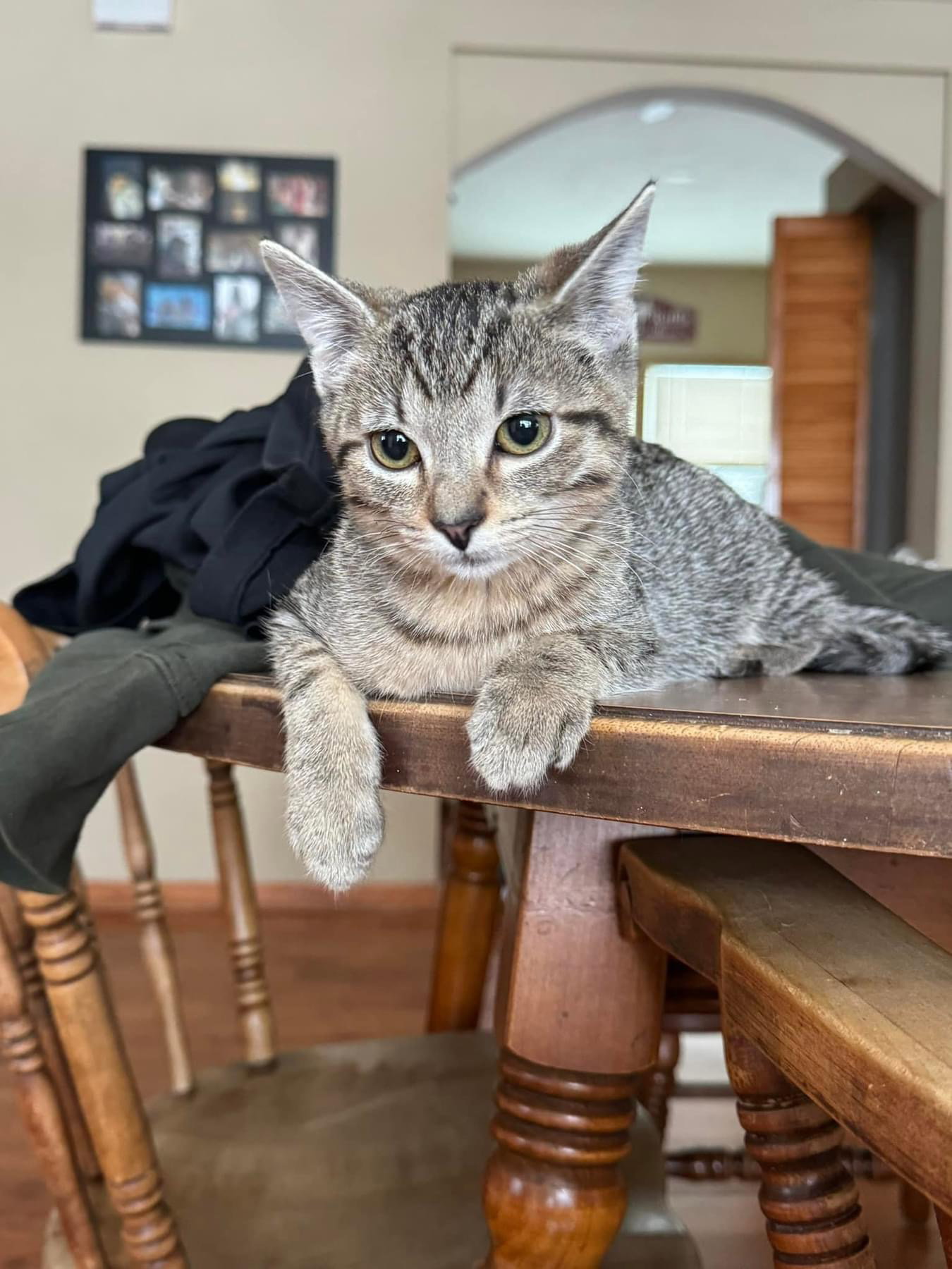 Cats for Adoption in Milwaukee, Wisconsin | Alpha Paw