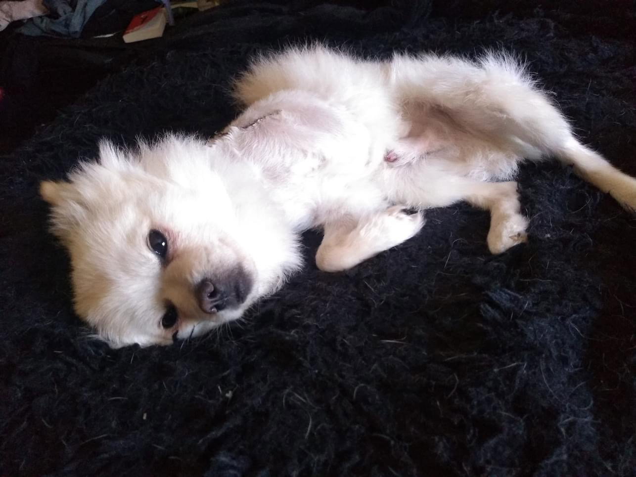 Dog for Adoption - Klaus, a Pomeranian in Oconomowoc, WI | Alpha Paw