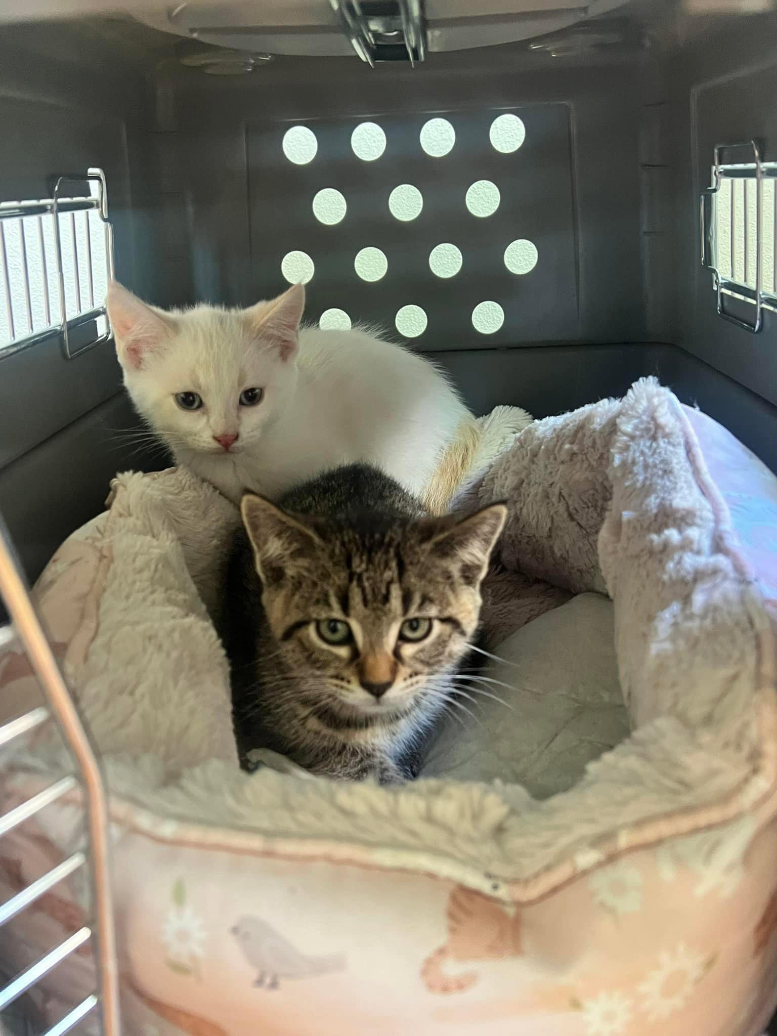 Cats for Adoption in Waukesha County, Wisconsin | Alpha Paw