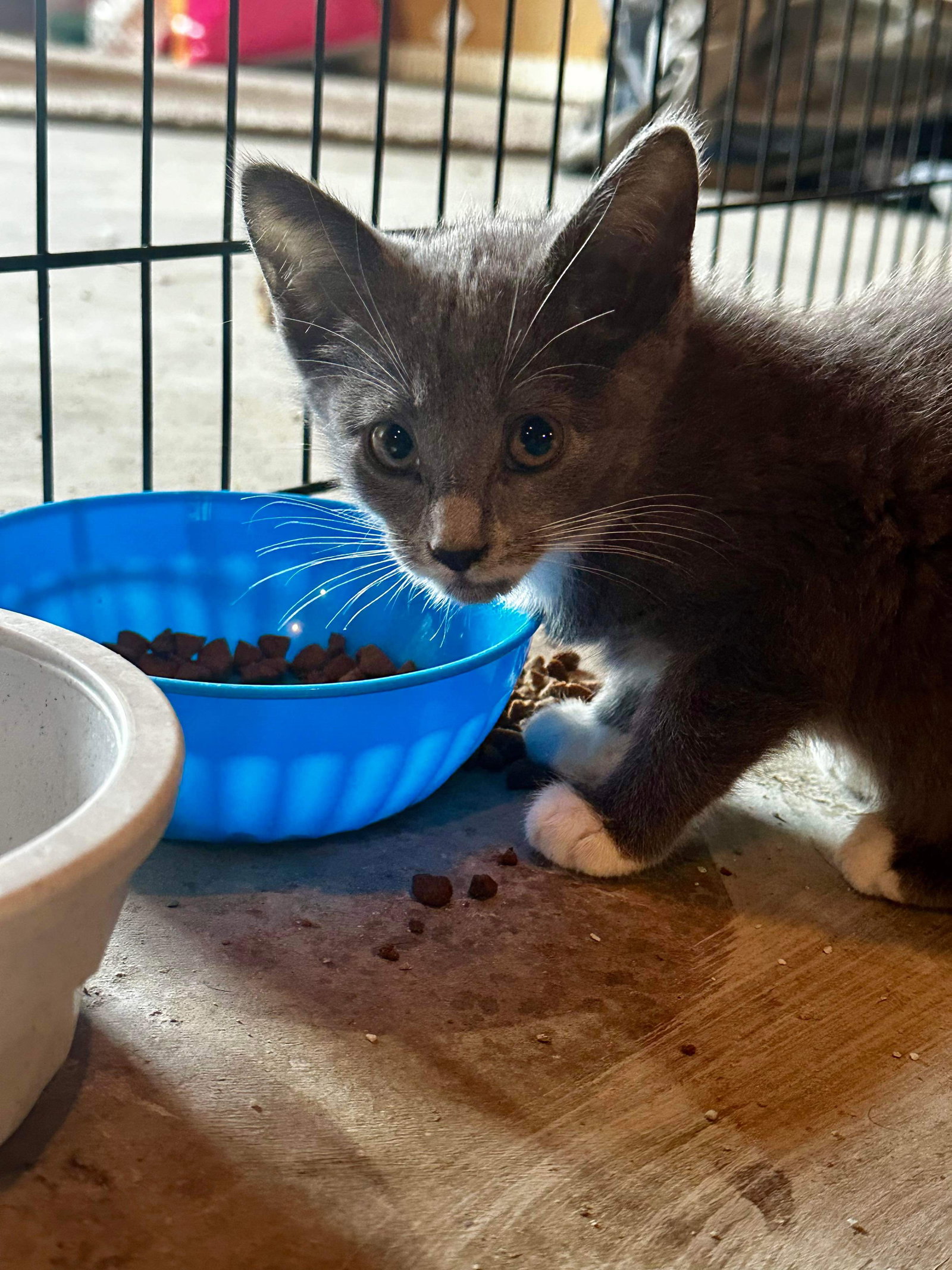 Cats for Adoption in Milwaukee, Wisconsin | Alpha Paw