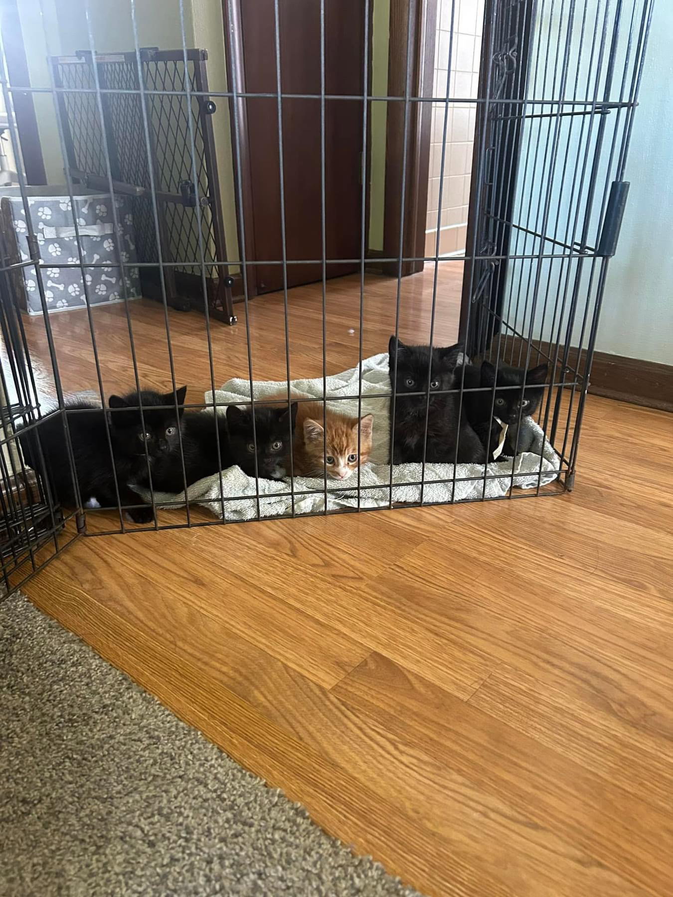 Cats for Adoption in Madison, Wisconsin | Alpha Paw