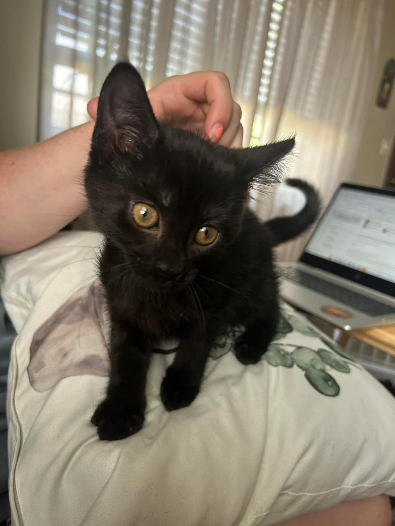 Cats for Adoption in Madison, Wisconsin | Alpha Paw