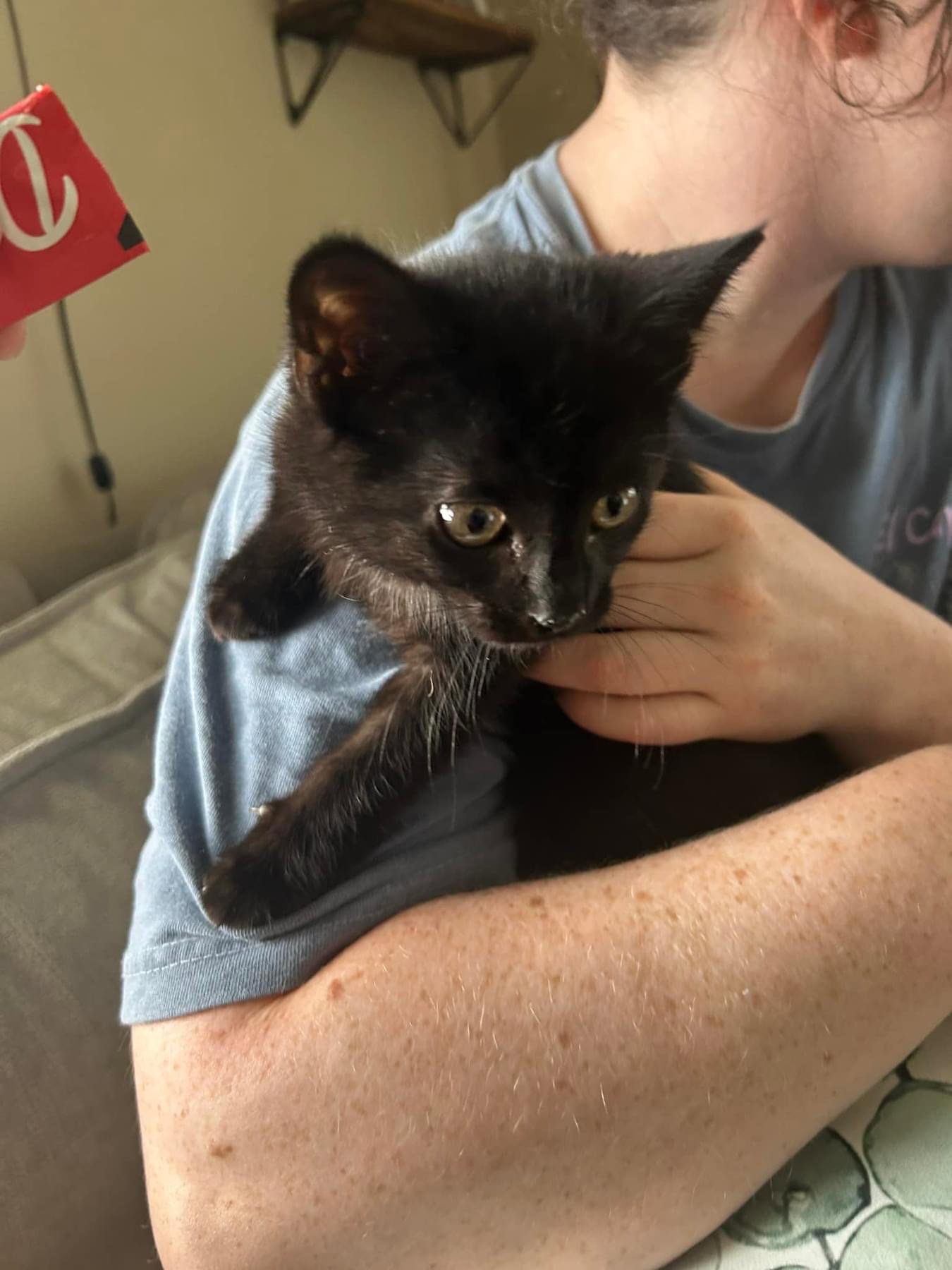 Cats for Adoption in Madison, Wisconsin | Alpha Paw