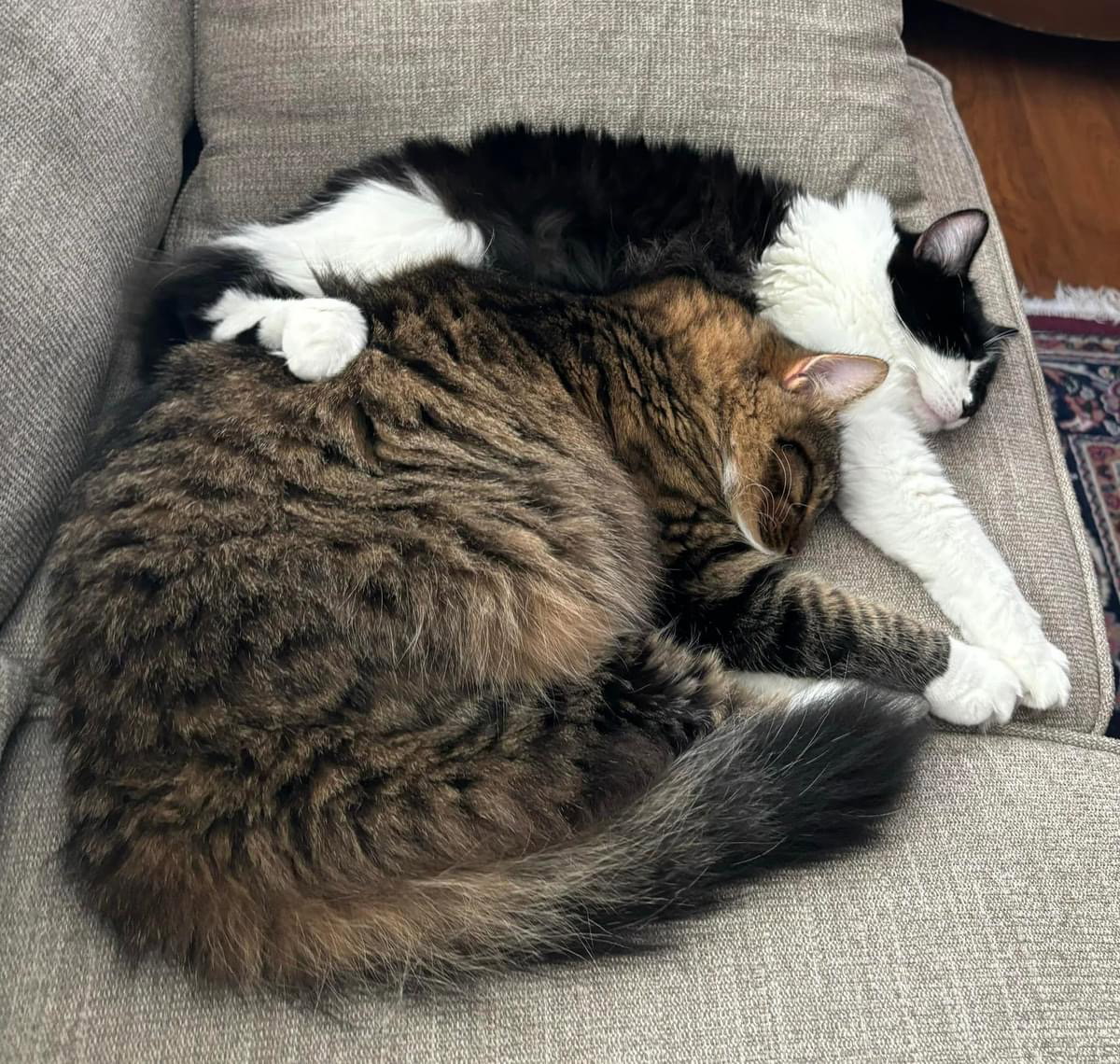 Cats for Adoption in Walworth County, Wisconsin | Alpha Paw