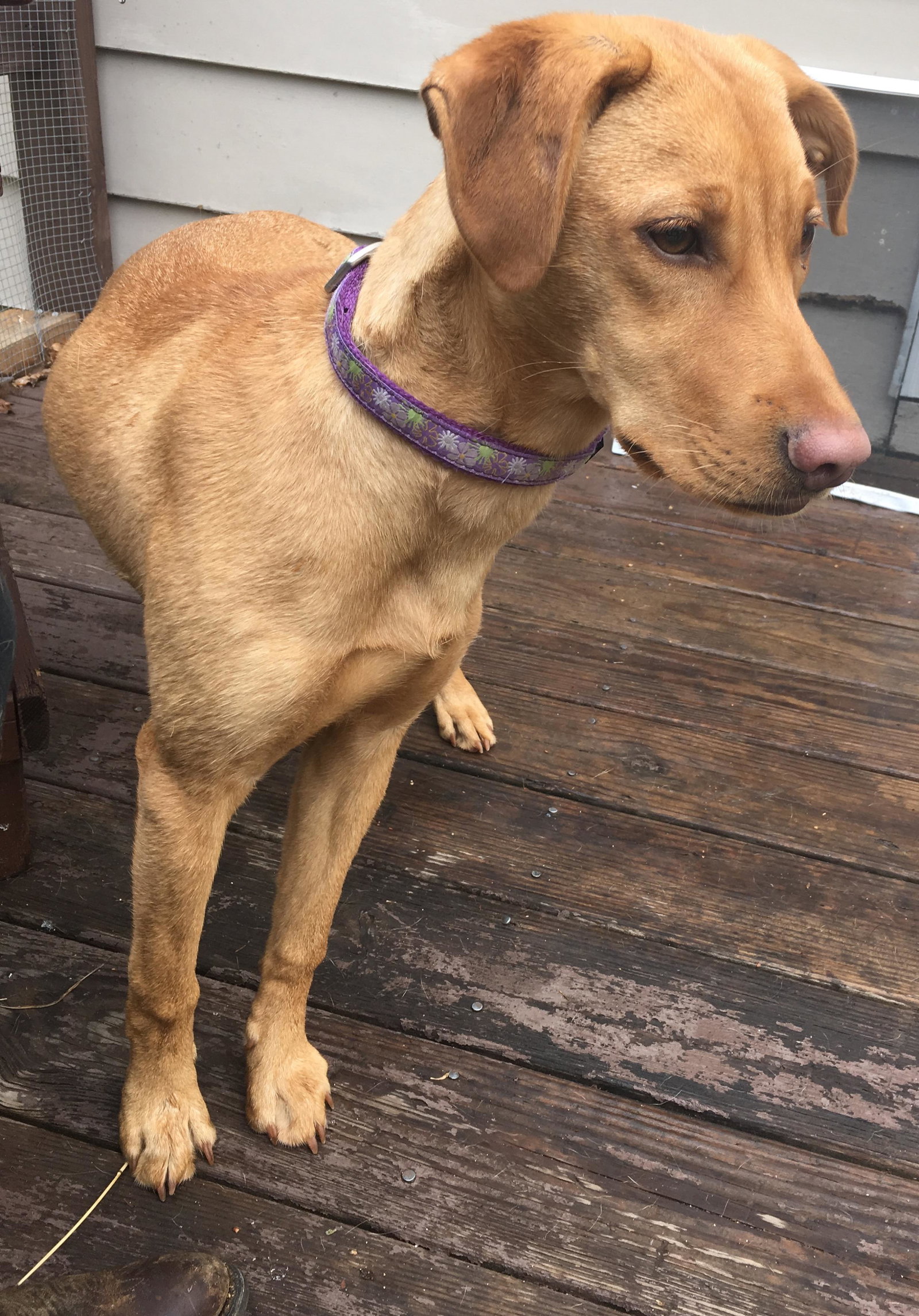 Dog for Adoption - Bell, a Labrador Retriever in Belgrade, ME | Alpha Paw