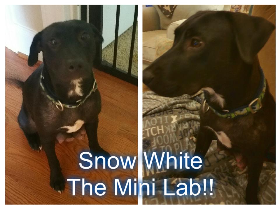Dog for Adoption - The Snow White Mini Lab, a Labrador Retriever in ...