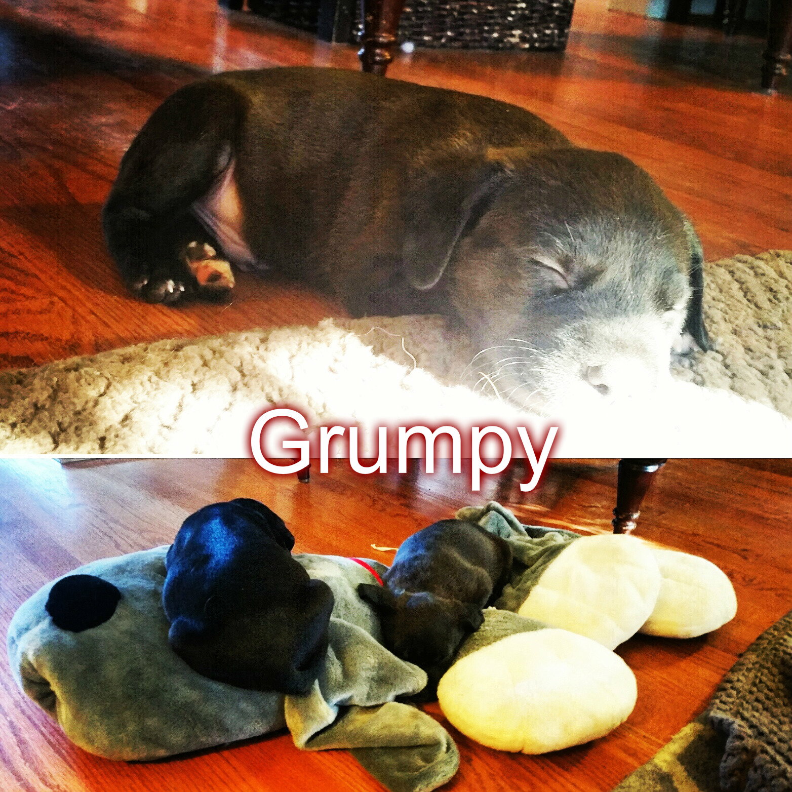 Dog for Adoption - Grumpy, a Labrador Retriever in Waldoboro, ME ...