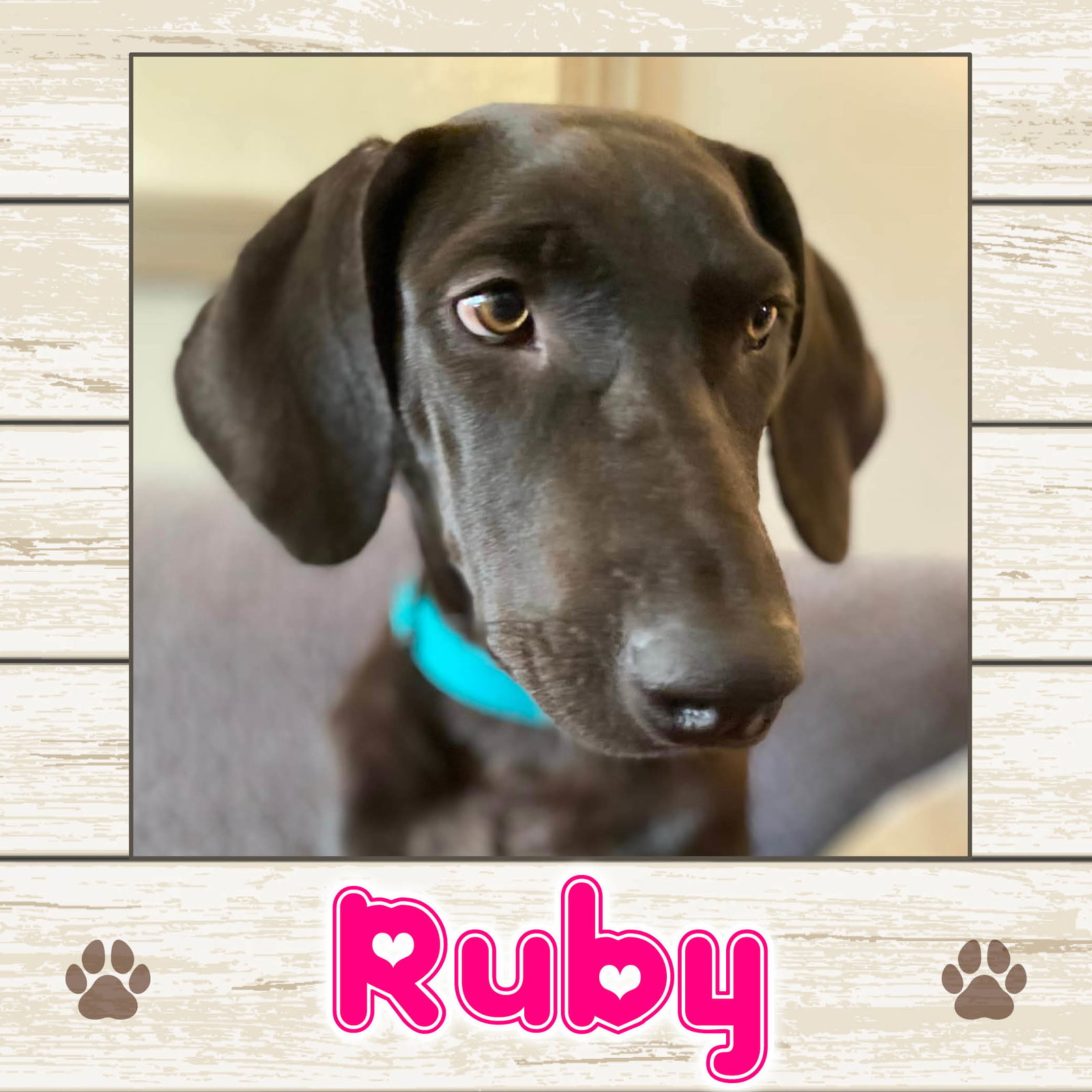 Dog for Adoption - Ruby, a Labrador Retriever in Acton, ME | Alpha Paw