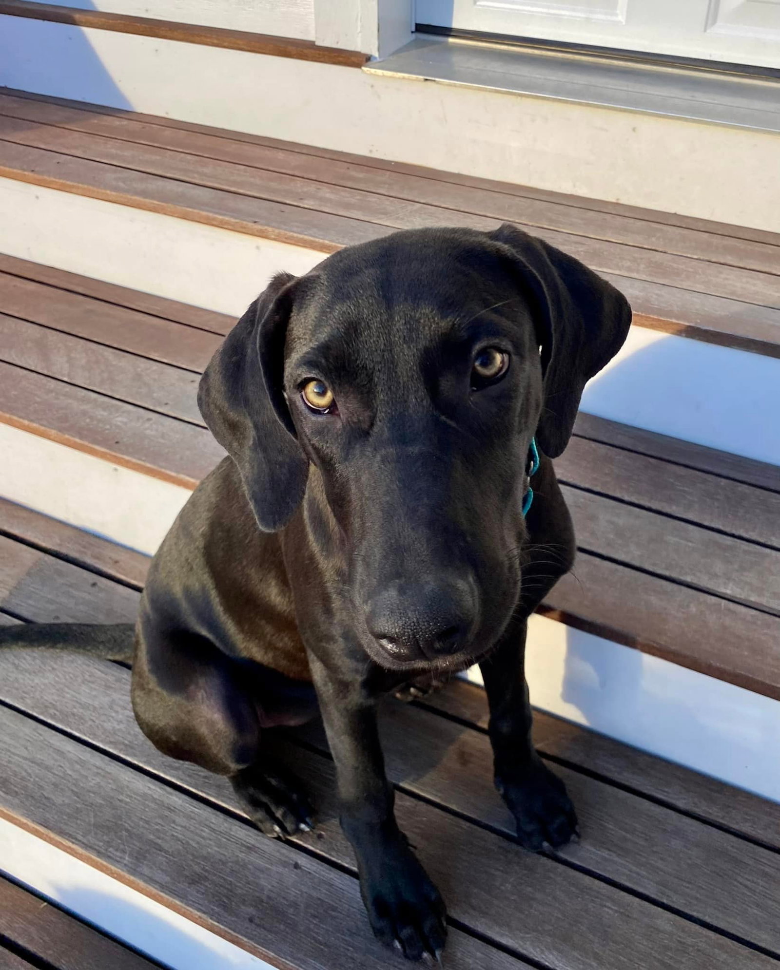 Dog for Adoption - Ruby, a Labrador Retriever in Acton, ME | Alpha Paw