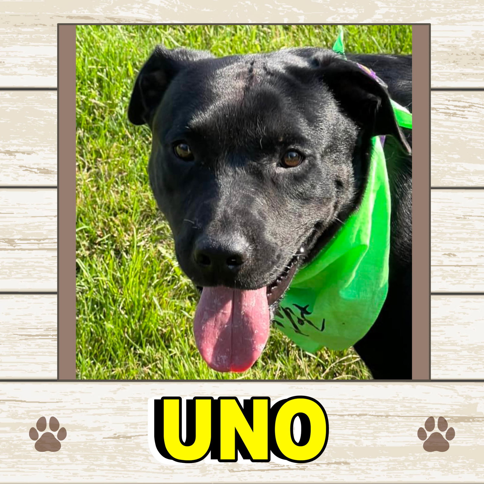 Dog for Adoption - Uno, a Labrador Retriever in South Paris, ME | Alpha Paw