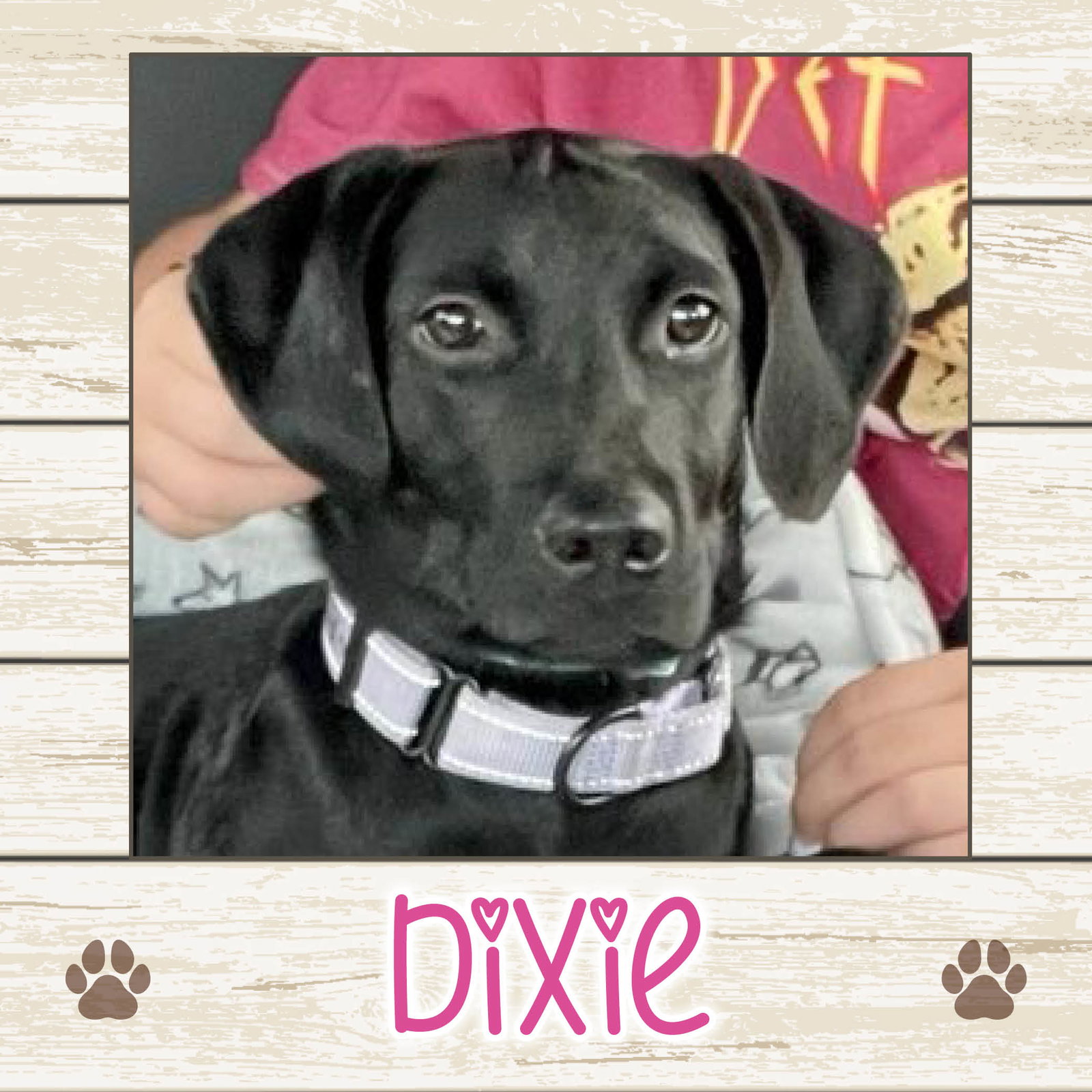 Dog for Adoption - Dixie, a Labrador Retriever in West Paris, ME ...