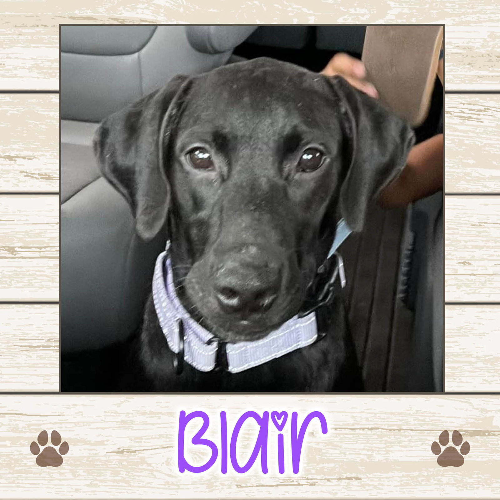 Dog for Adoption - Blair, a Labrador Retriever in Lewiston, ME | Alpha Paw