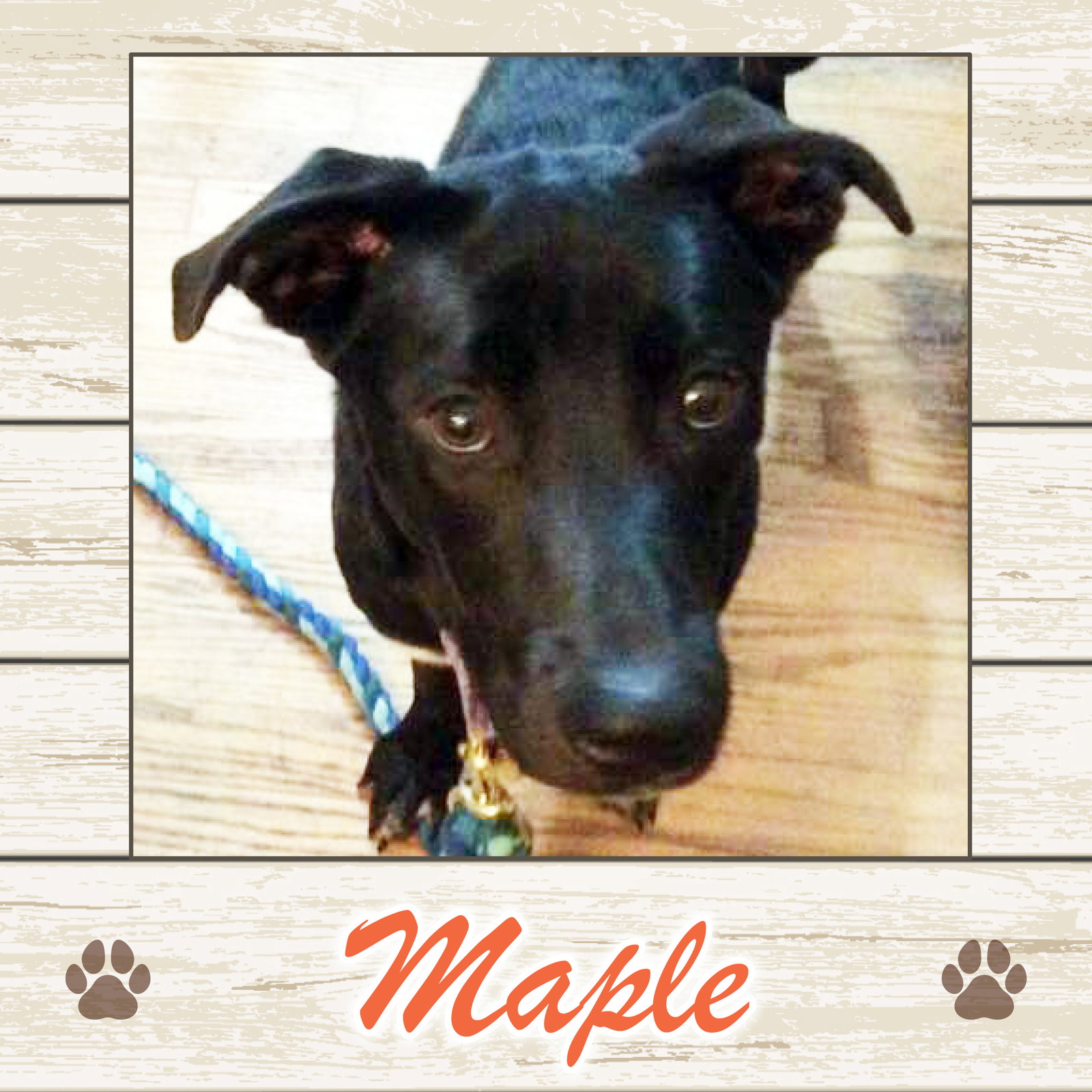 Dog for Adoption - Maple, a Labrador Retriever in South Portland, ME ...