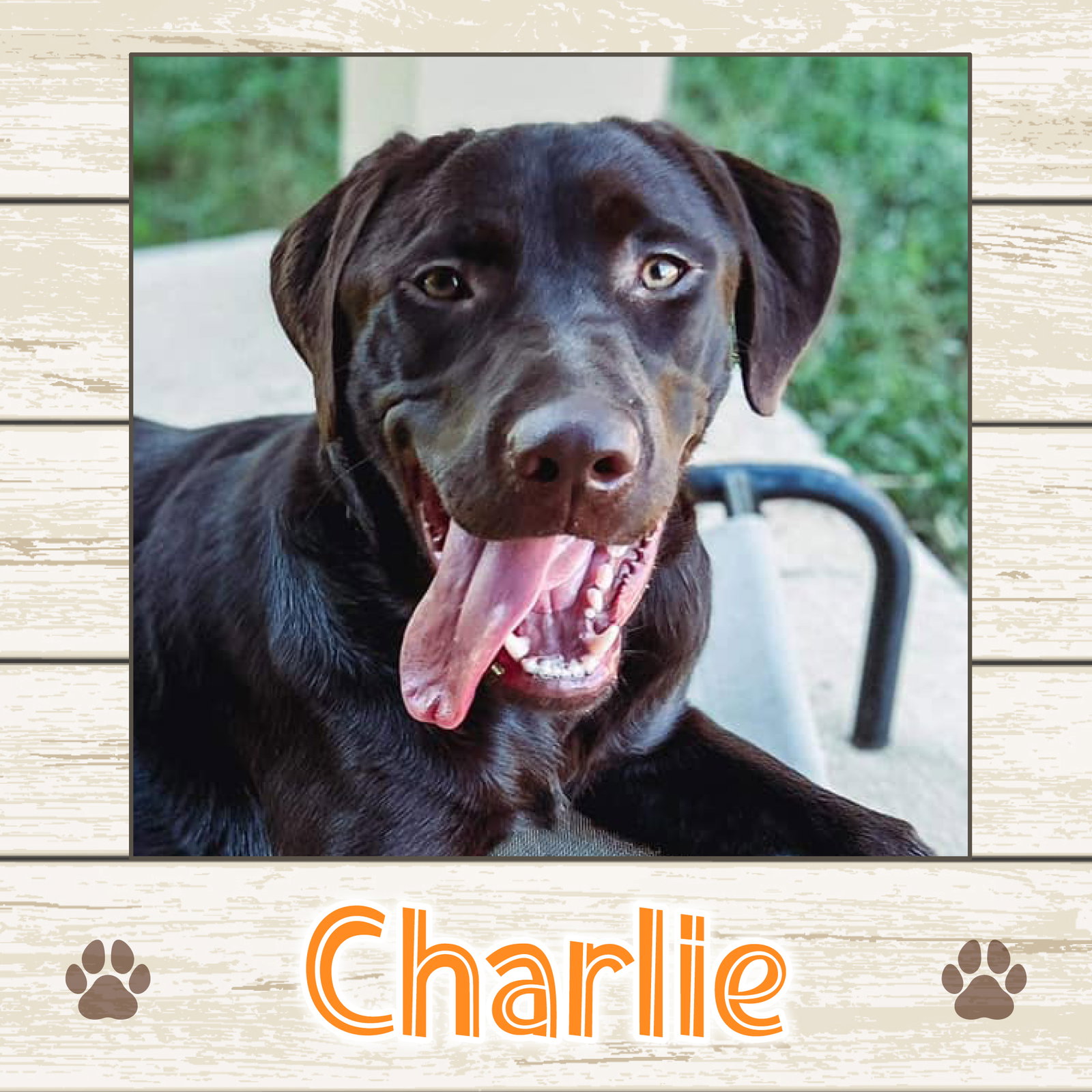 Dog for Adoption - Charlie, a Labrador Retriever in South Paris, ME ...