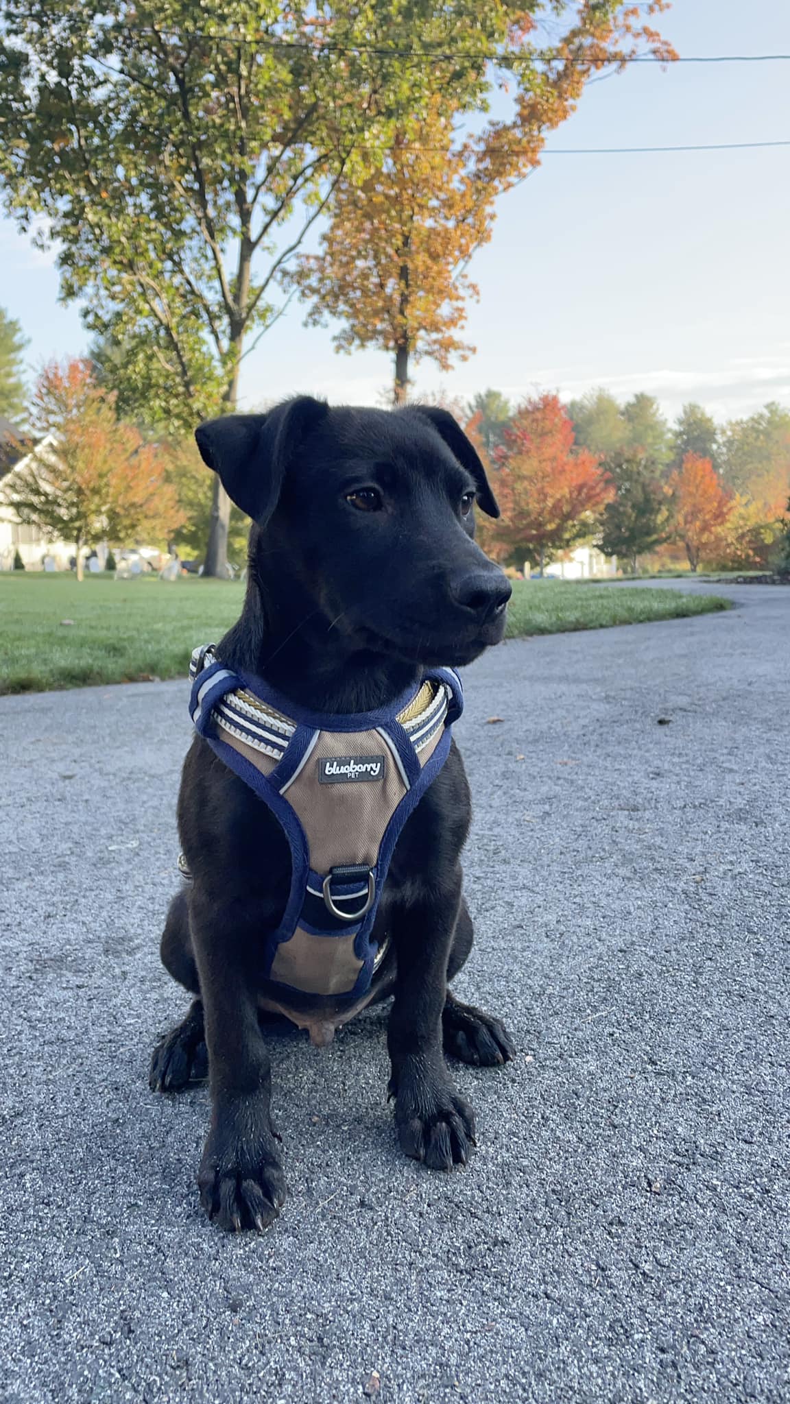 Dog for Adoption - Rooster, a Labrador Retriever in South Portland, ME ...