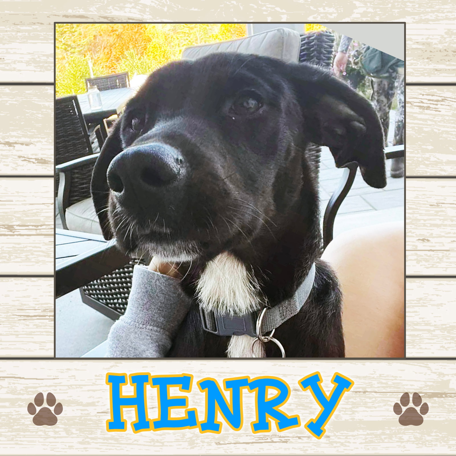 Dog for Adoption - Henry, a Labrador Retriever in Scarborough, ME ...