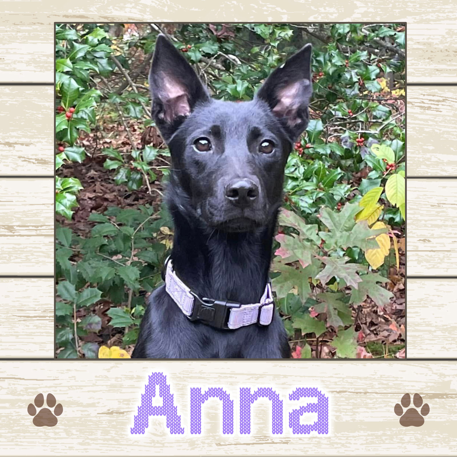 Dog for Adoption - Anna, a Labrador Retriever in Acton, ME | Alpha Paw