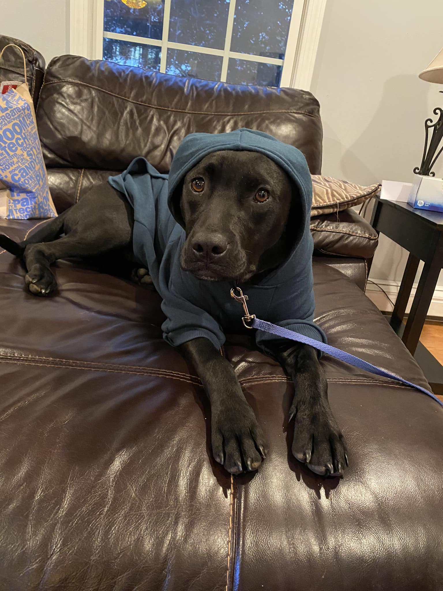 Dog for Adoption - Jasper, a Labrador Retriever in Cornish, ME | Alpha Paw