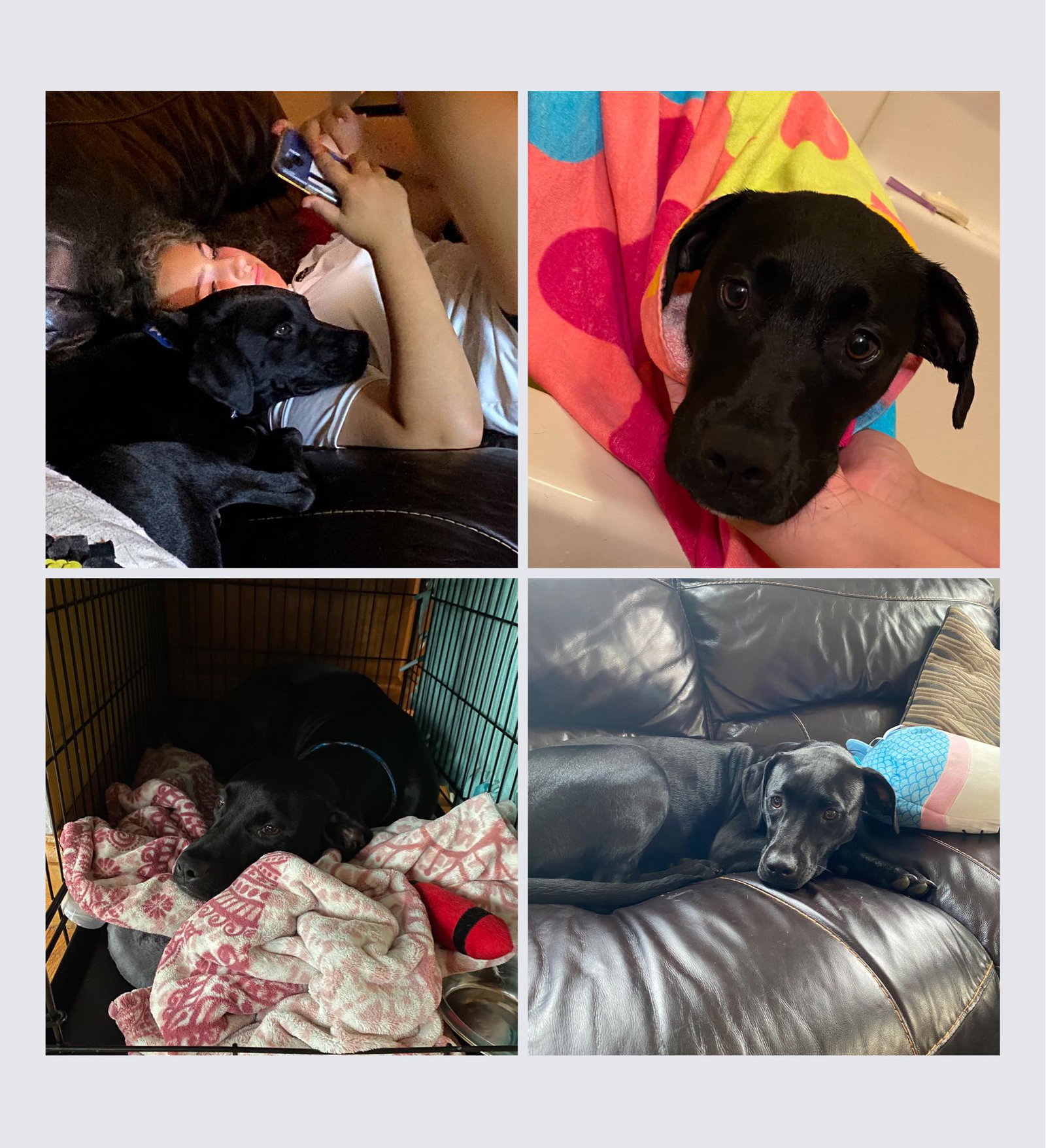 Dog for Adoption - Jasper, a Labrador Retriever in Cornish, ME | Alpha Paw