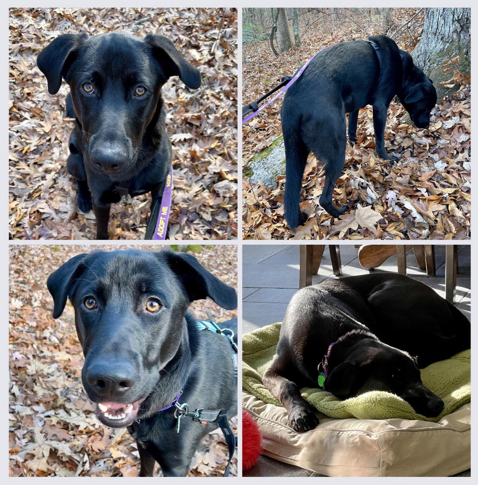 Dog for Adoption - Jack, a Labrador Retriever in Moultonborough, NH ...