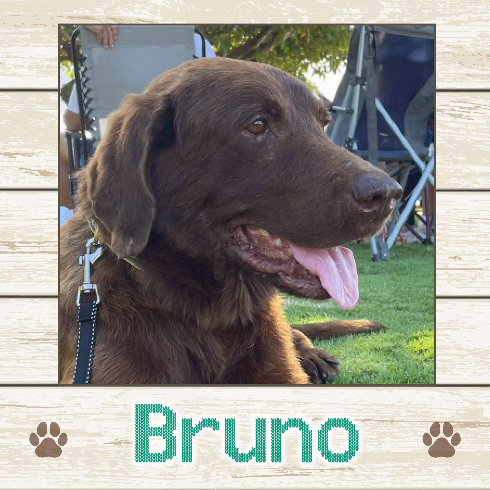 Dog for Adoption - Bruno, a Labrador Retriever in Acton, ME | Alpha Paw