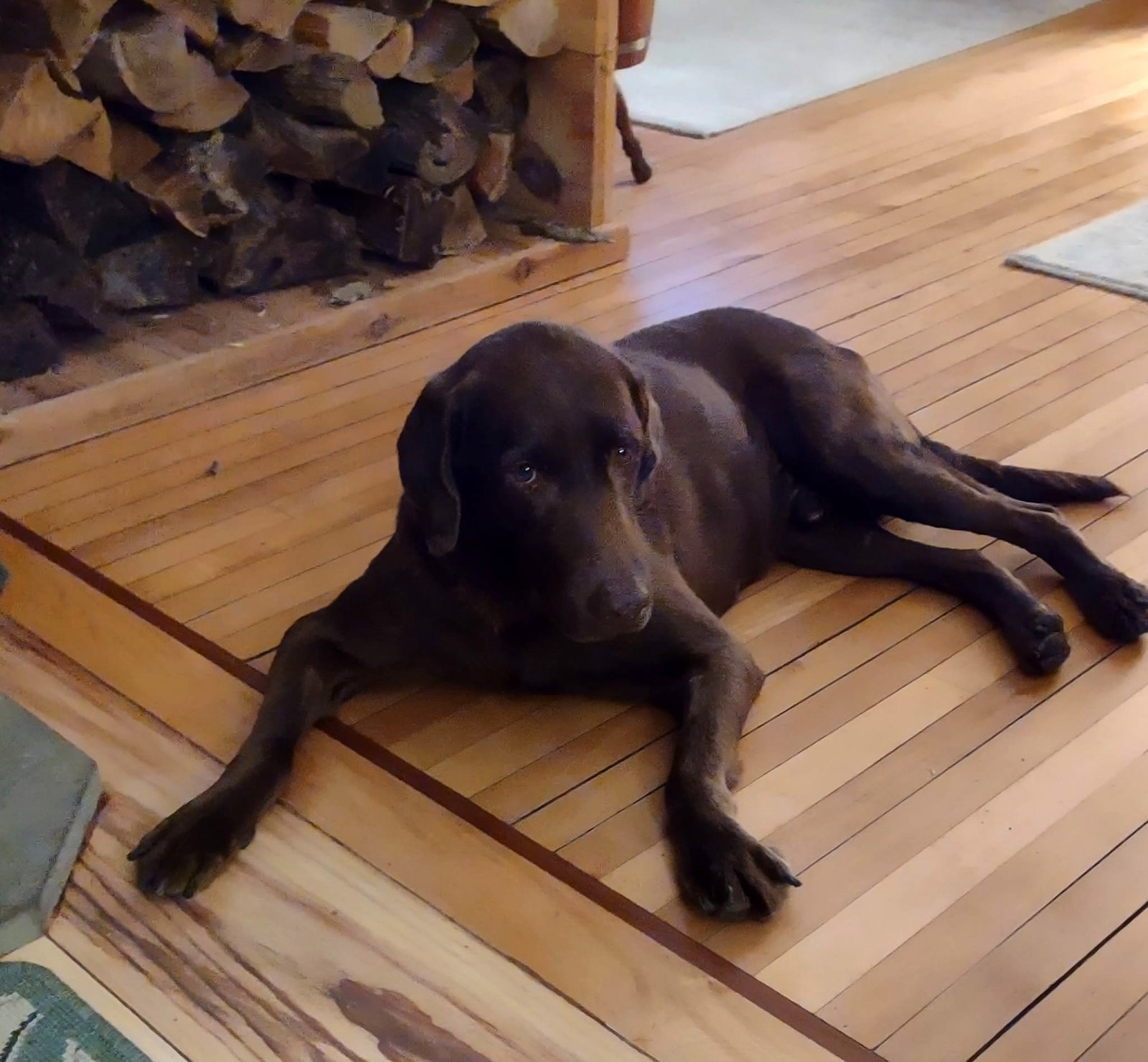 Dog for Adoption - Bruno, a Labrador Retriever in Acton, ME | Alpha Paw