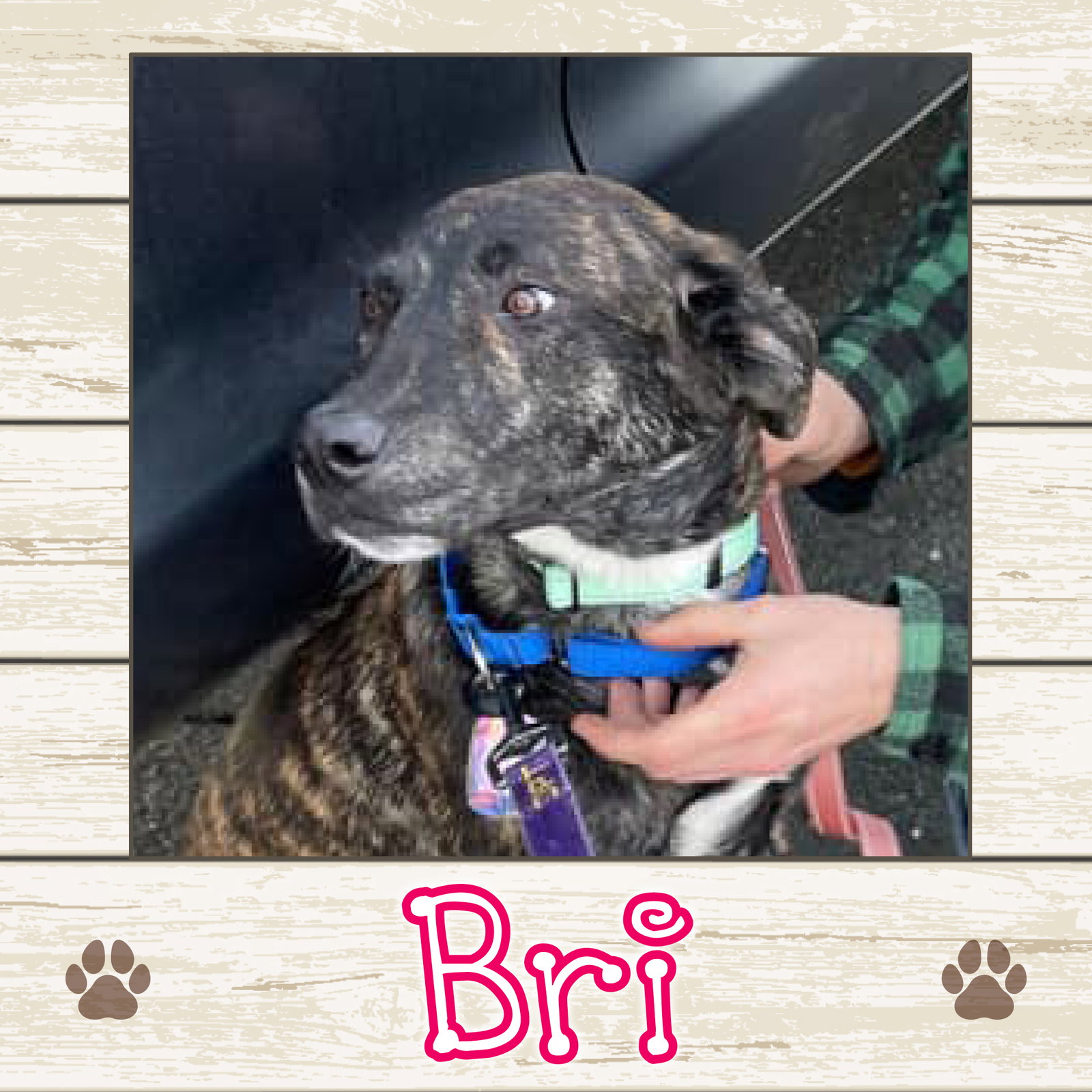 Dog for Adoption - Bri, a Labrador Retriever in Springvale, ME | Alpha Paw