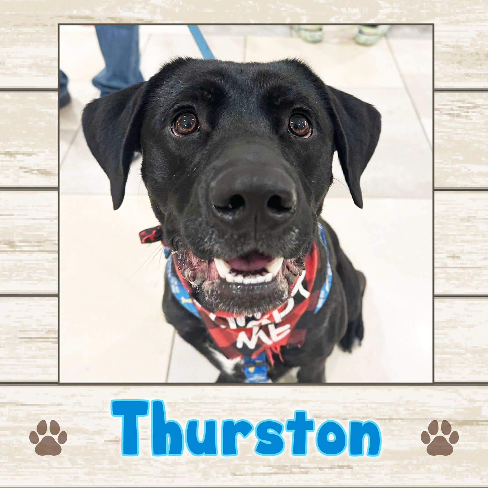 Dog for Adoption - Thurston, a Labrador Retriever in South Portland, ME ...