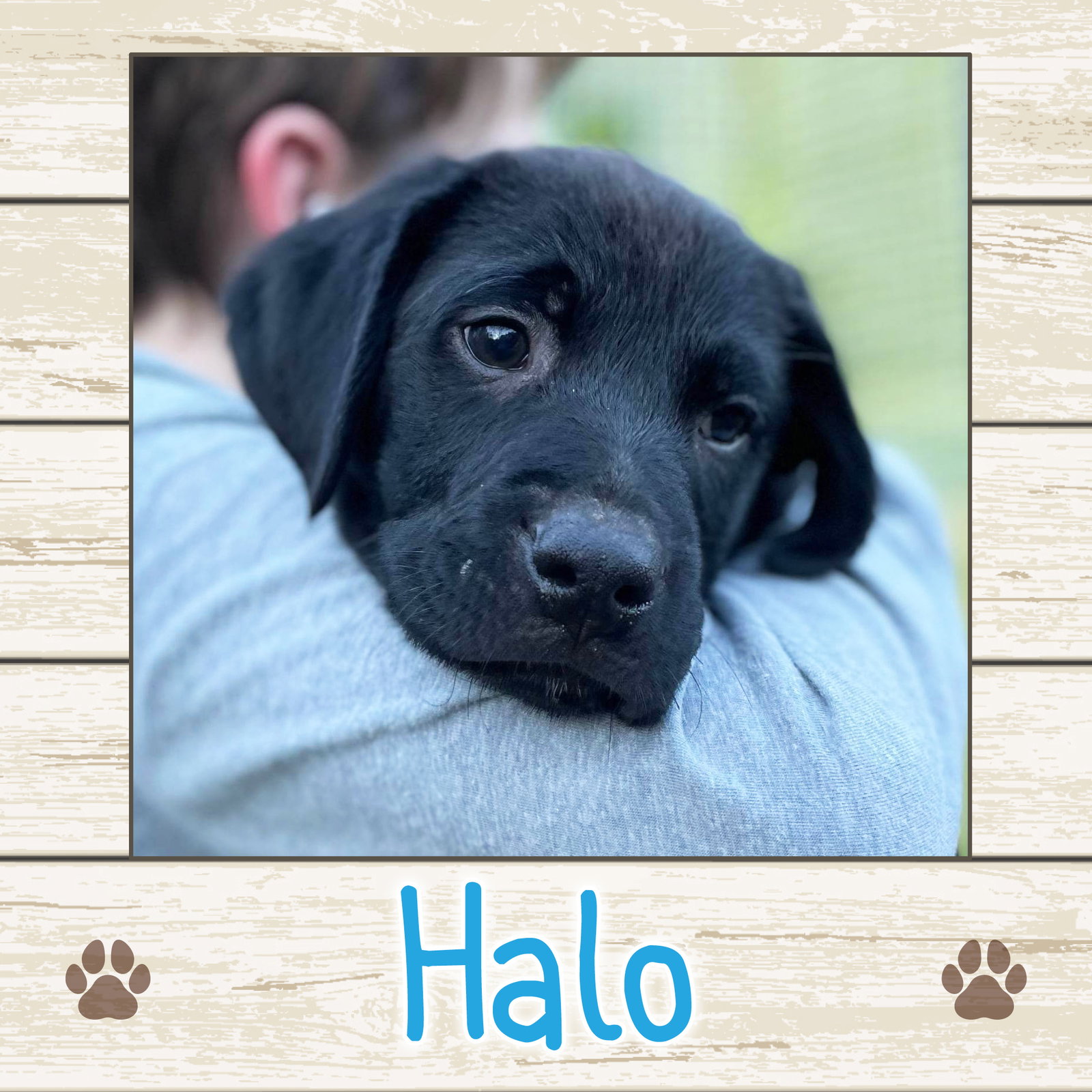Dog For Adoption Halo A Labrador Retriever In Lebanon ME Alpha Paw