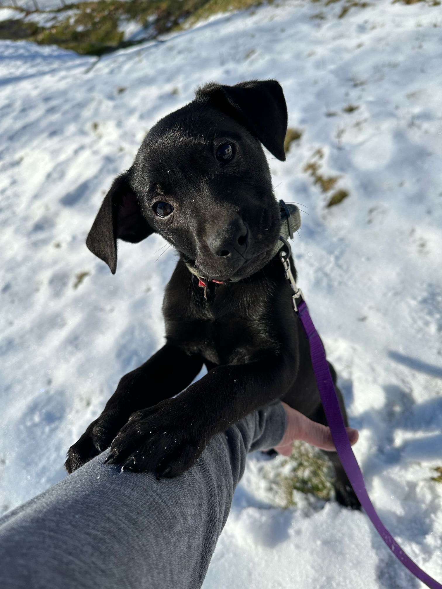 Dog for Adoption - Harlow, a Labrador Retriever in South Sanford, ME ...