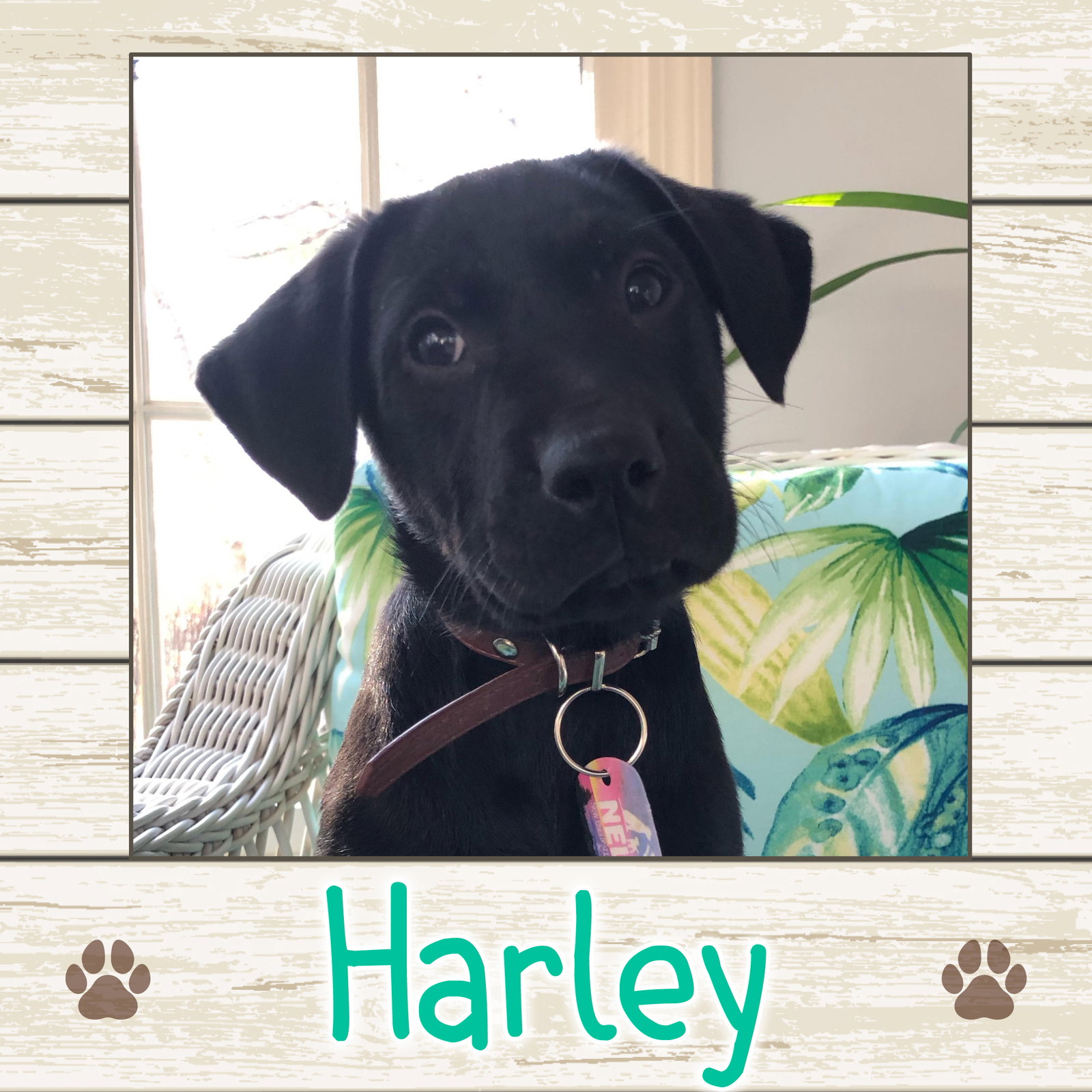 Dog for Adoption - Harley, a Labrador Retriever in Mechanic Falls, ME ...