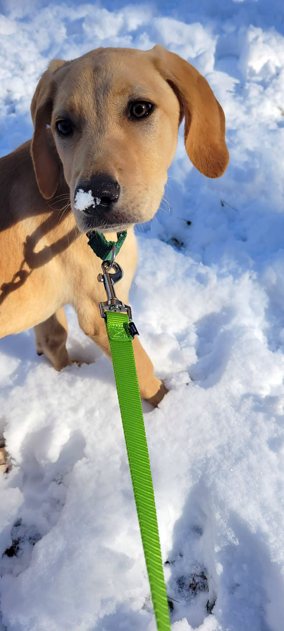 Dog for Adoption - Yankee, a Labrador Retriever in Cape Neddick, ME ...