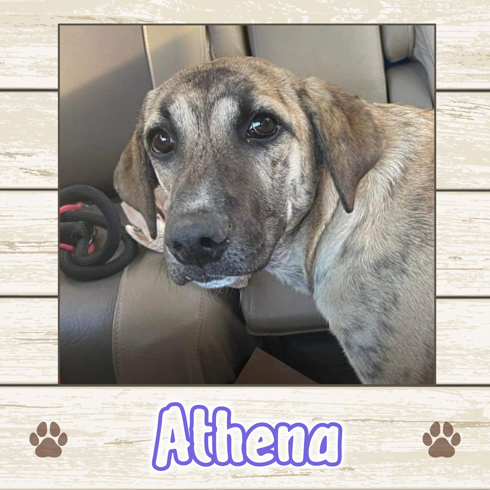 Dog for Adoption - Athena, a Labrador Retriever in Hebron, ME | Alpha Paw