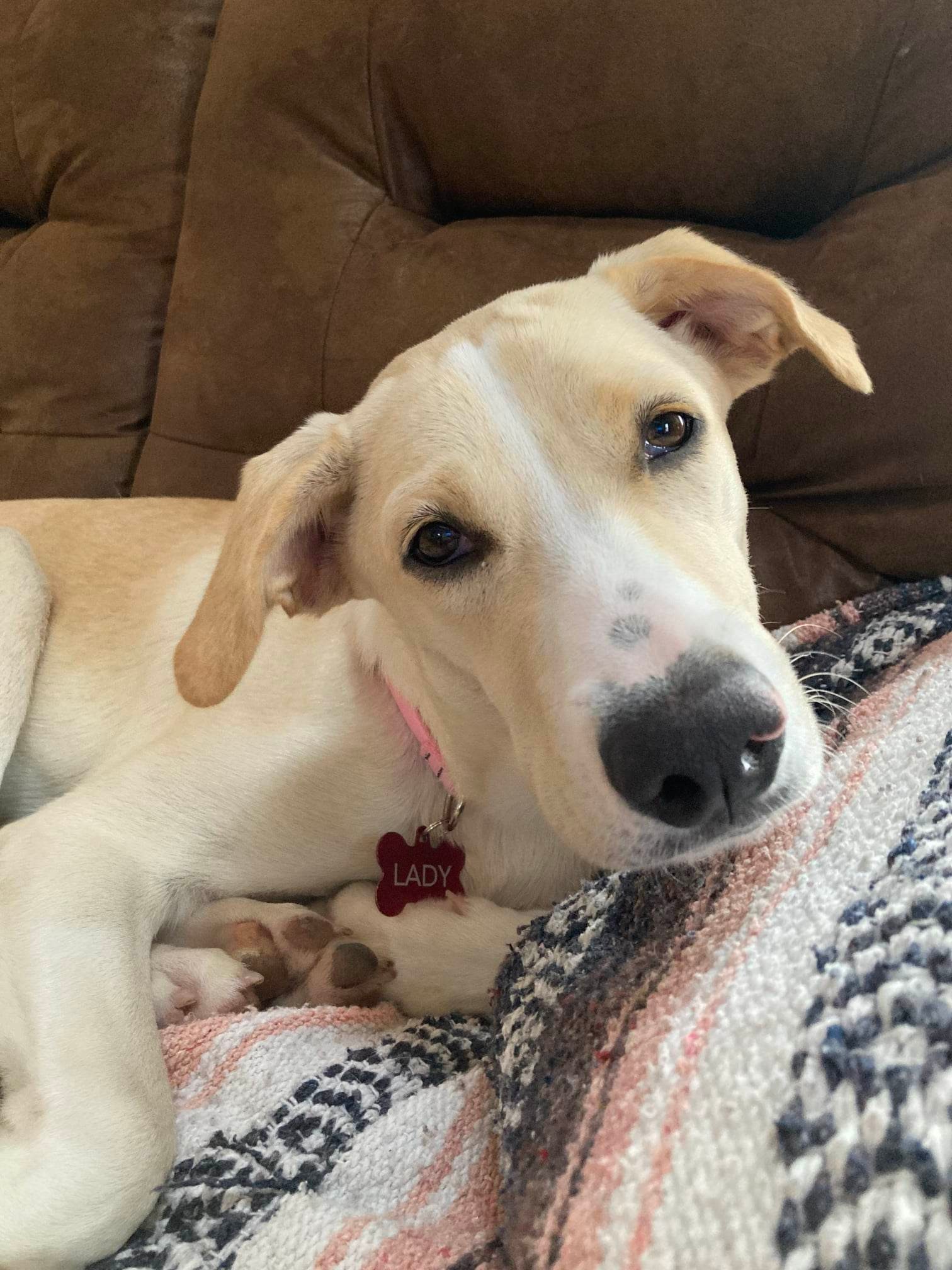 Dog for Adoption - Lady, a Labrador Retriever in South Portland, ME ...