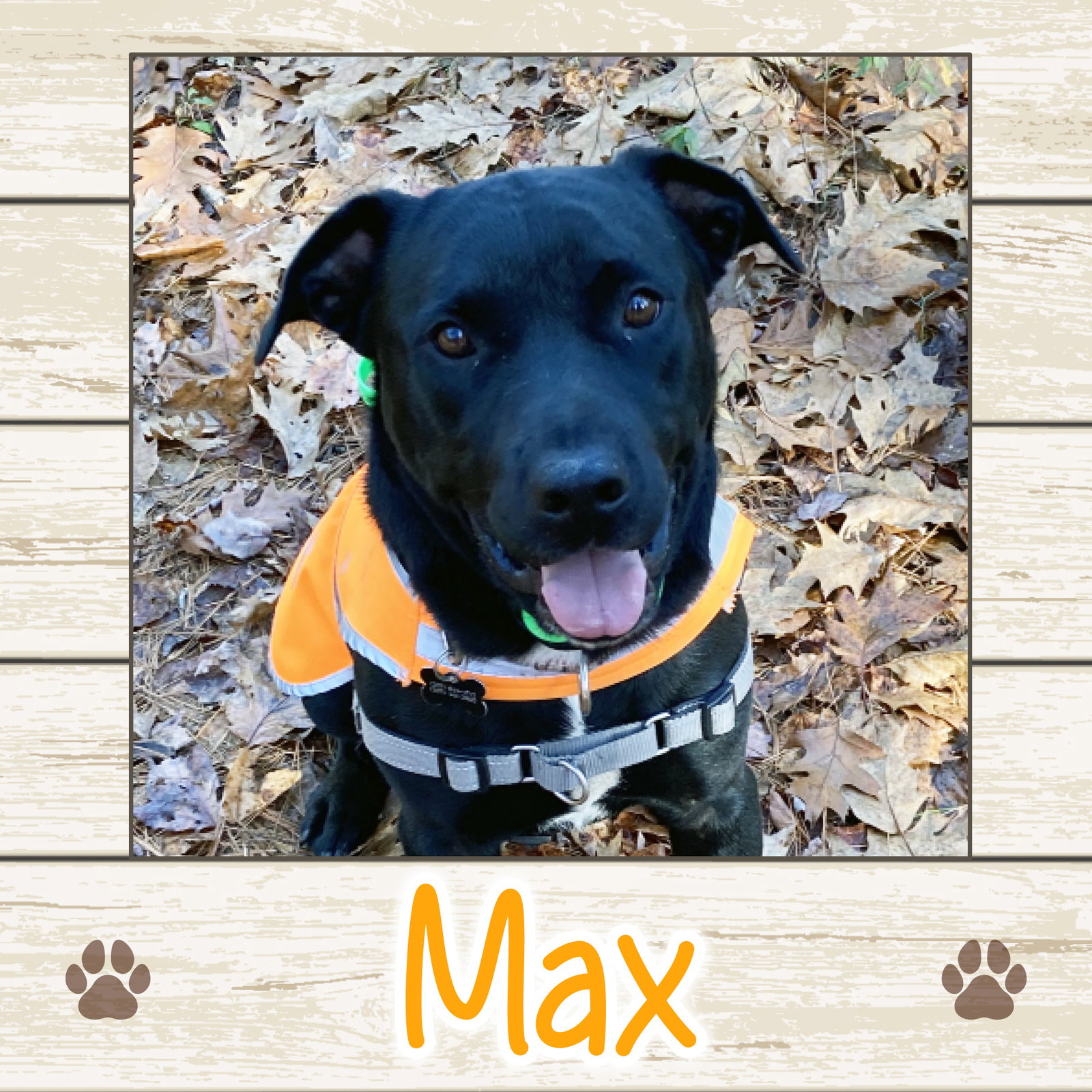 Dog for Adoption - Max, a Labrador Retriever in Springvale, ME | Alpha Paw