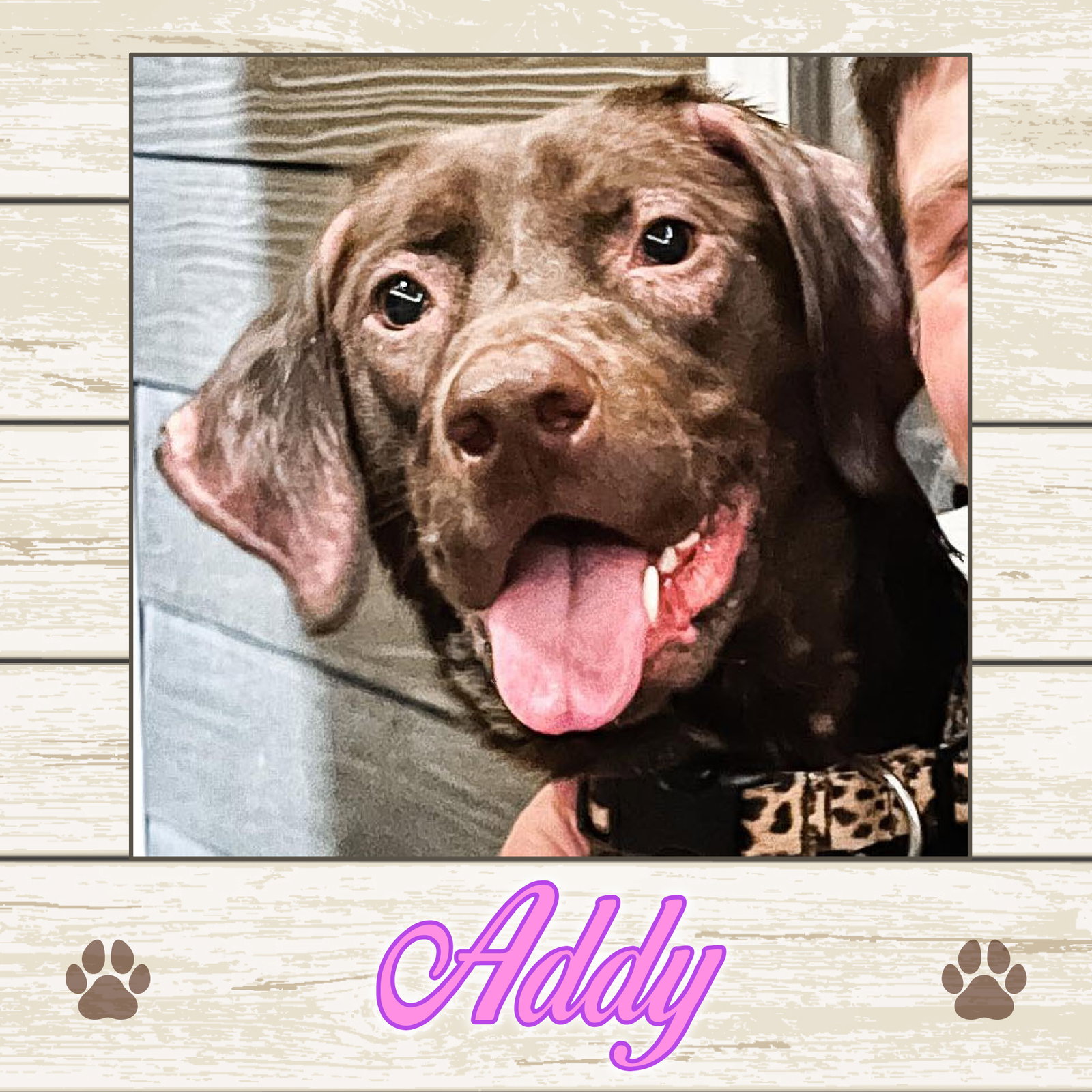 Dog for Adoption - Addy, a Labrador Retriever in Limerick, ME | Alpha Paw