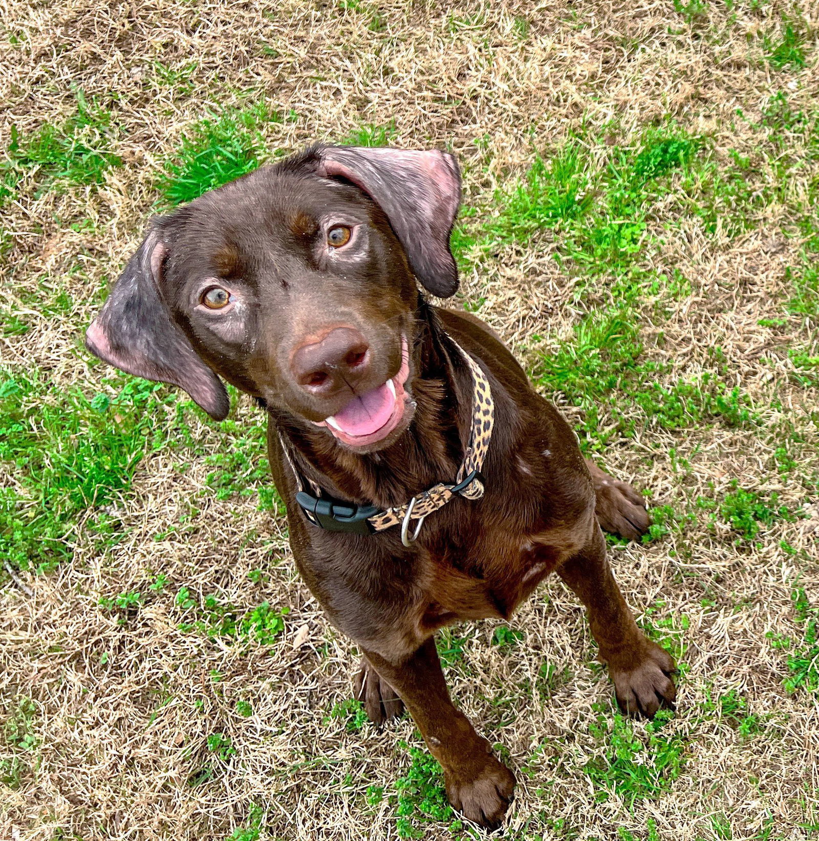 Dog for Adoption - Addy, a Labrador Retriever in Limerick, ME | Alpha Paw