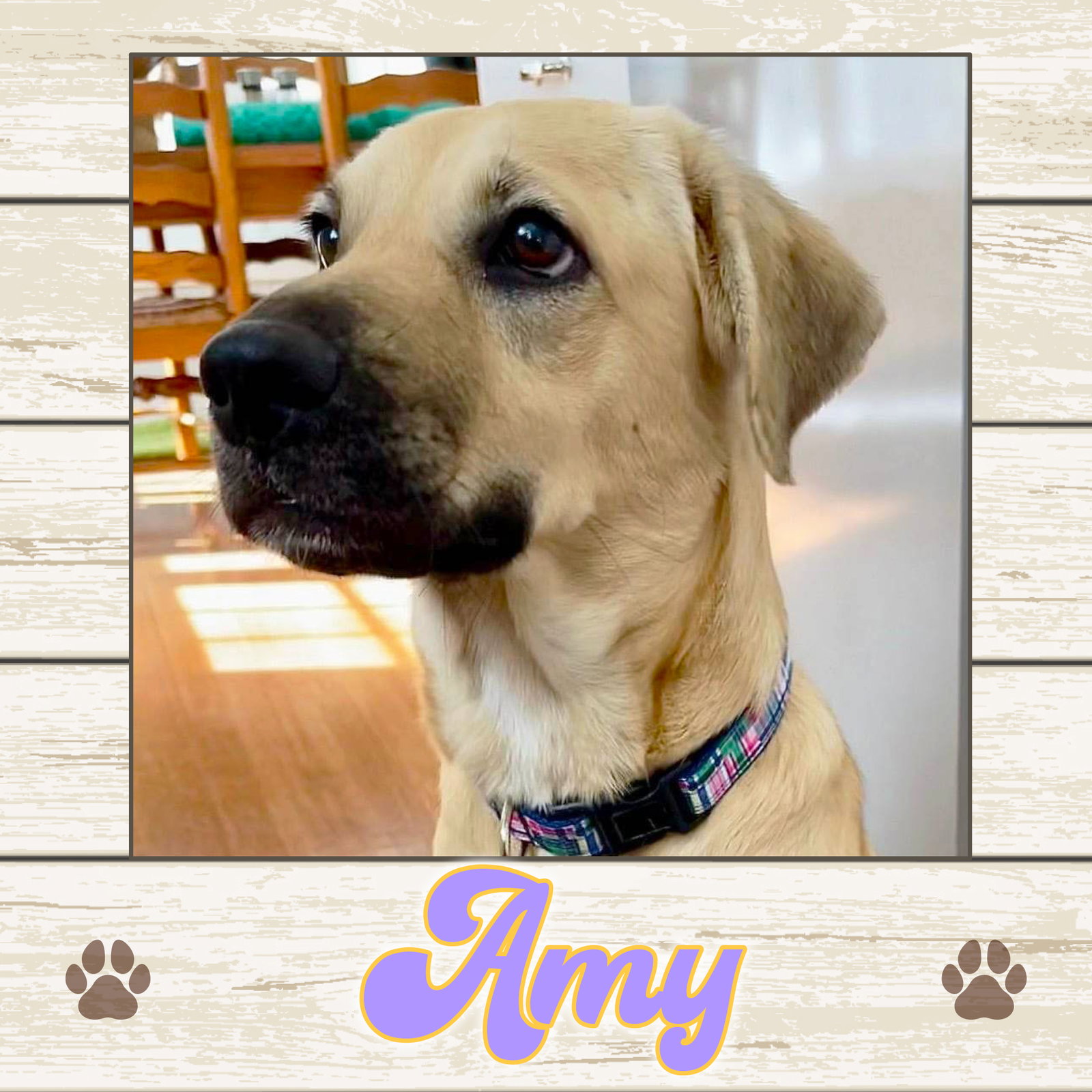 Dog for Adoption - Amy, a Labrador Retriever in Hollis Center, ME ...