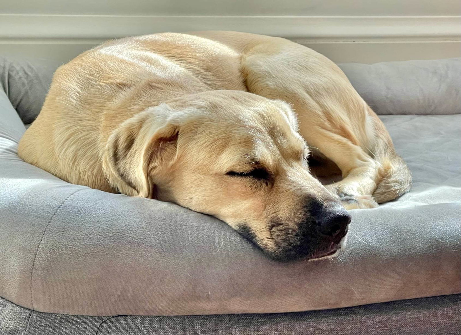 Dog for Adoption - Amy, a Labrador Retriever in Hollis Center, ME ...