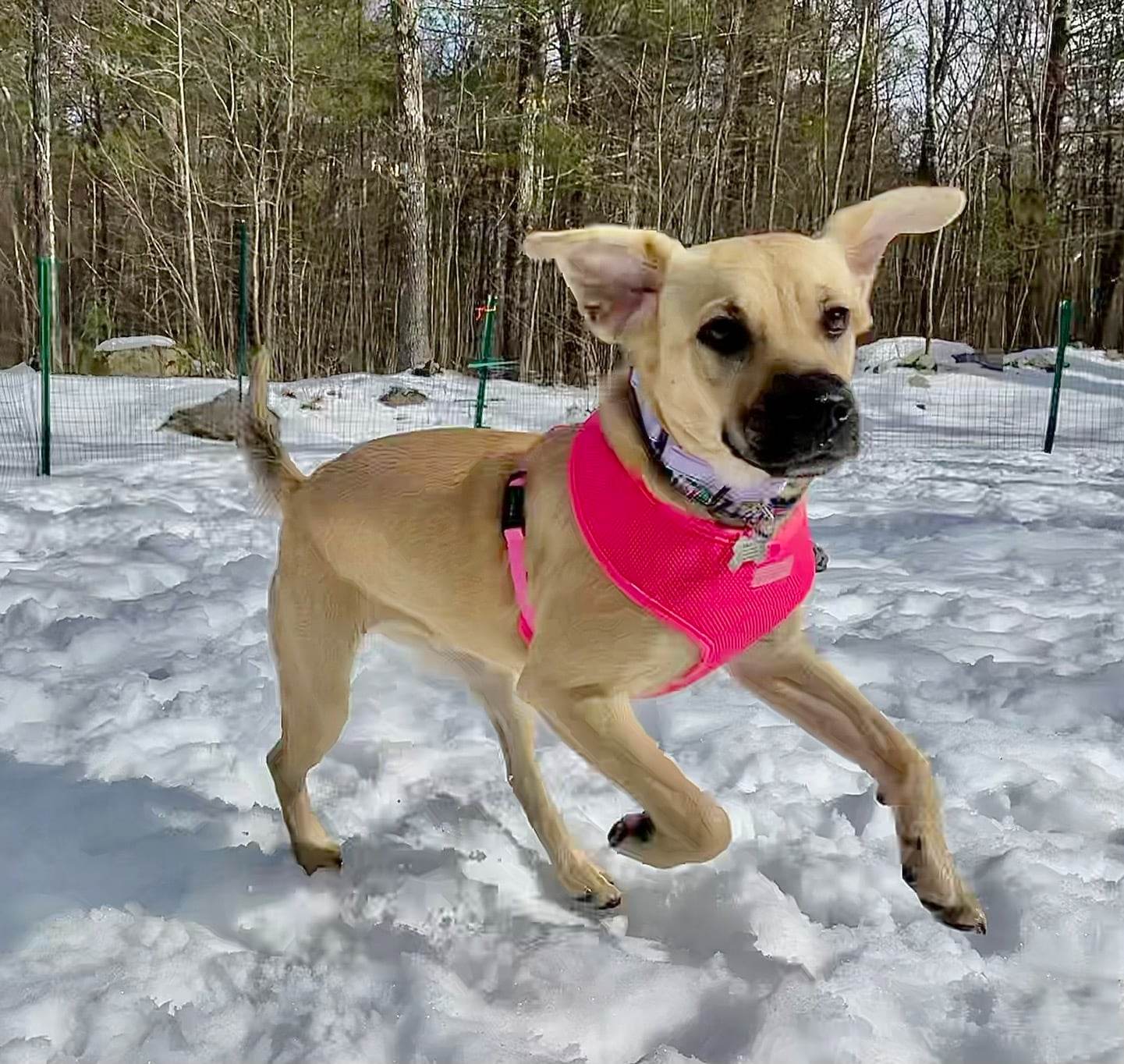 Dog for Adoption - Amy, a Labrador Retriever in Hollis Center, ME ...