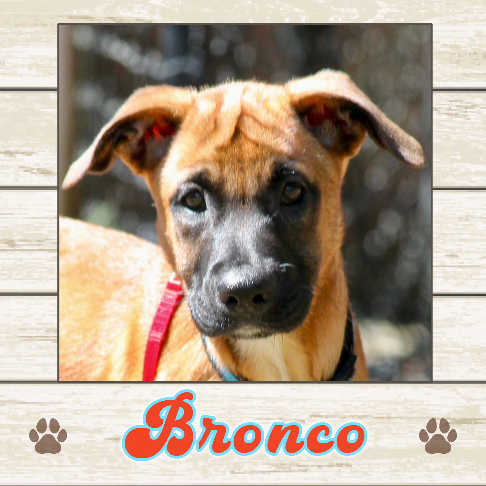 Dog for Adoption - Bronco, a Labrador Retriever in Raymond, ME | Alpha Paw
