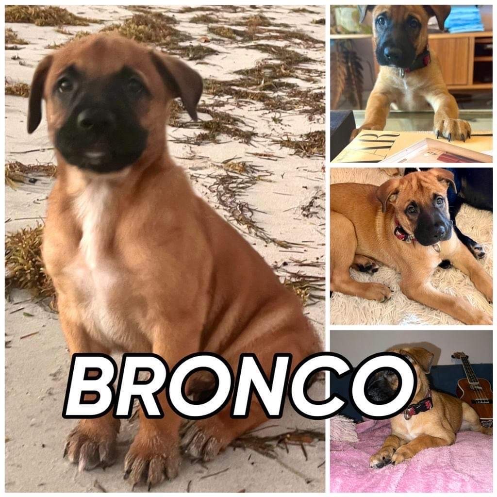 Dog for Adoption - Bronco, a Labrador Retriever in Raymond, ME | Alpha Paw