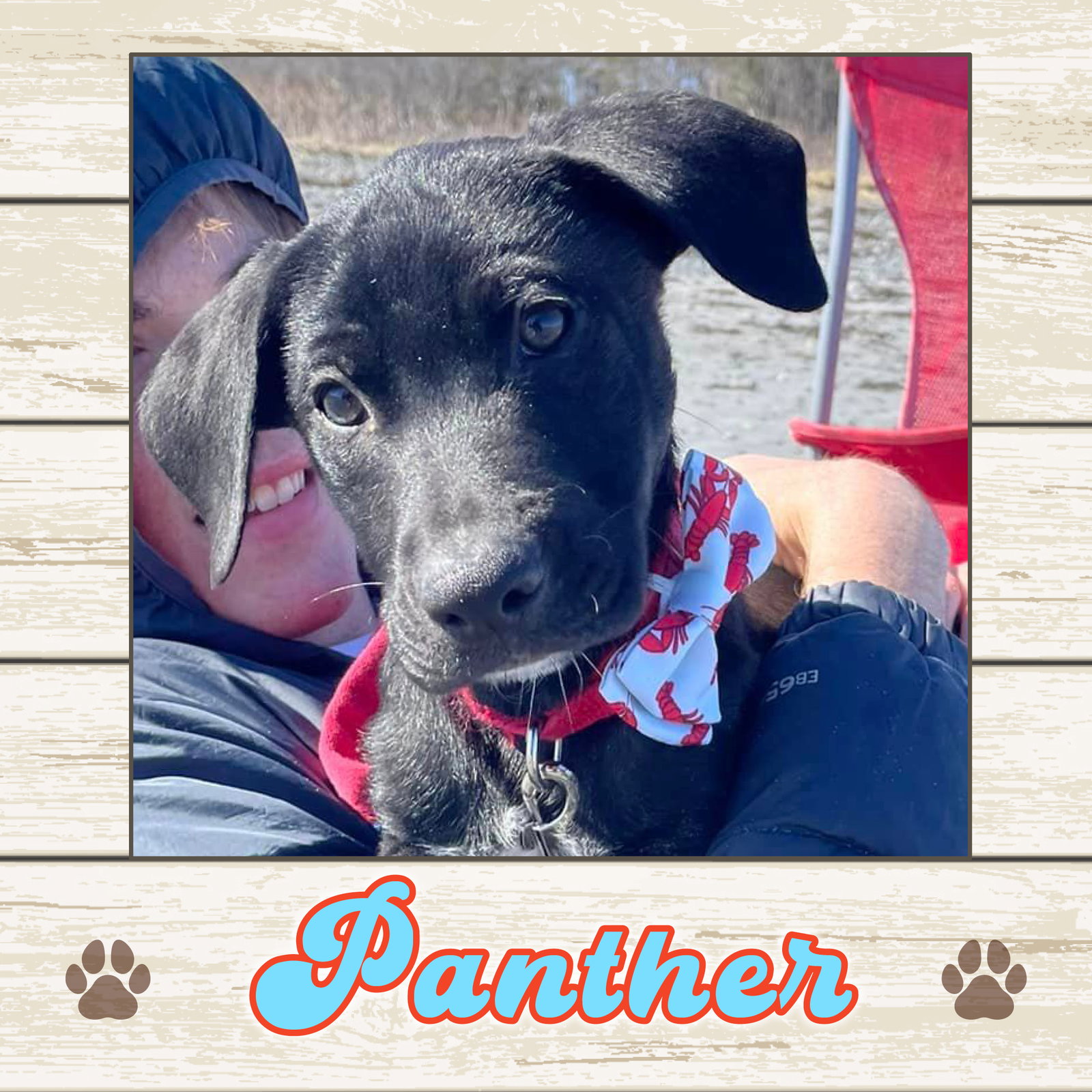 Dog for Adoption - Panther, a Labrador Retriever in Hiram, ME | Alpha Paw