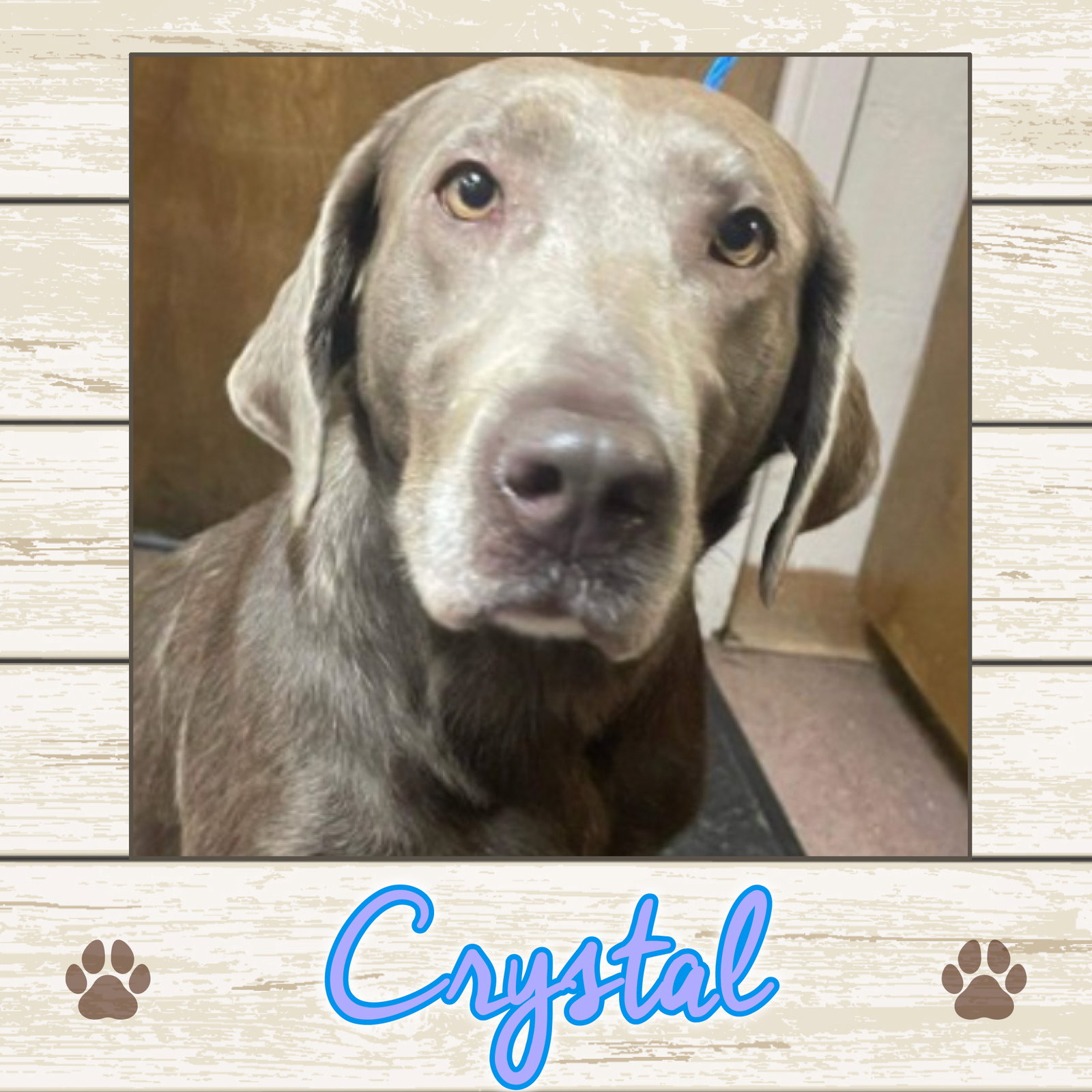 Dog for Adoption - Crystal, a Labrador Retriever in Hollis Center, ME ...