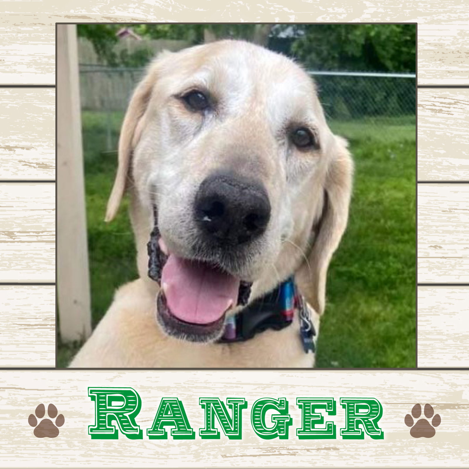 Dog adoption in Limerick, ME 04048: Labrador Retriever Dog "Ranger"
